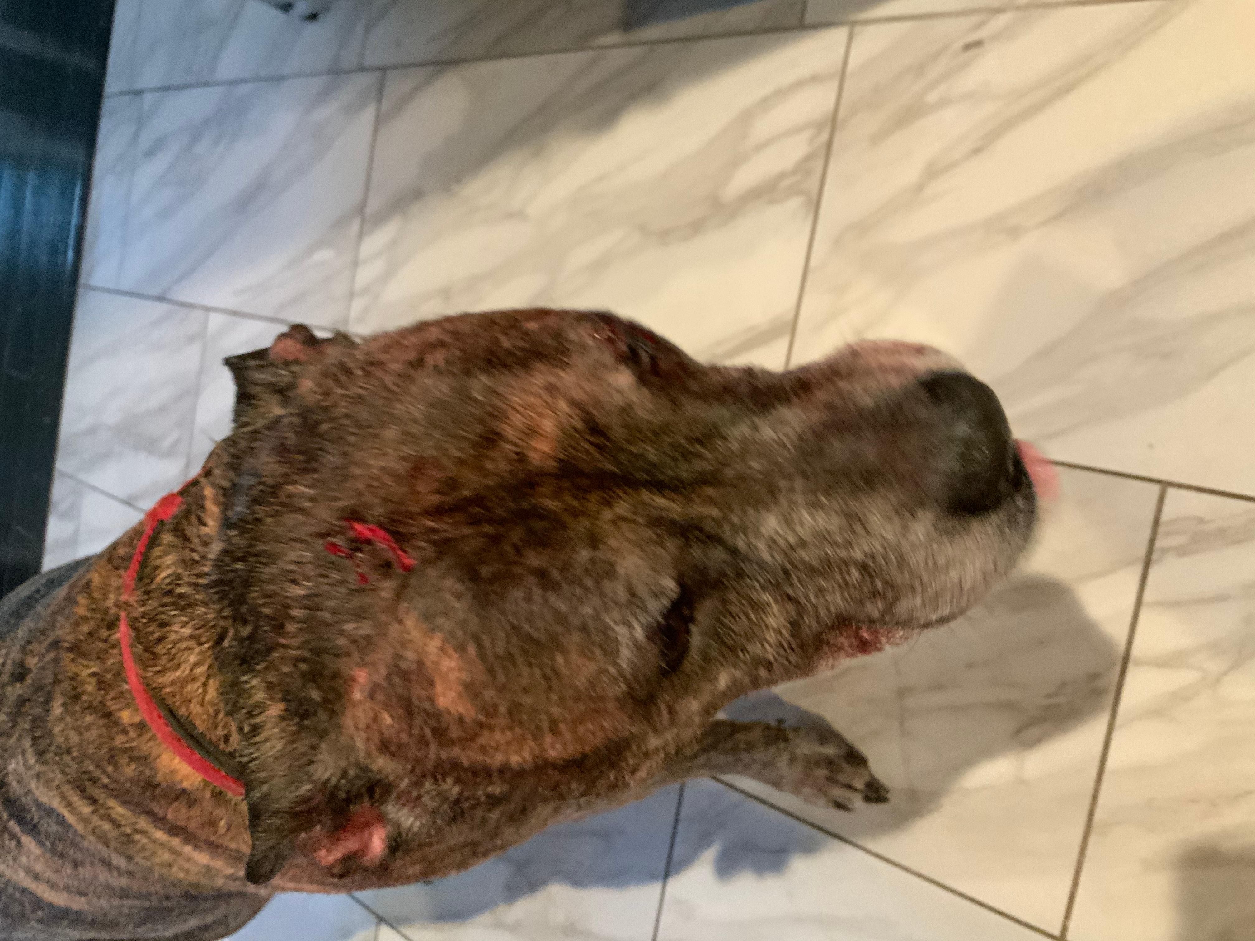 My pit bull has bleeding chest wounds after an attack? | Petco