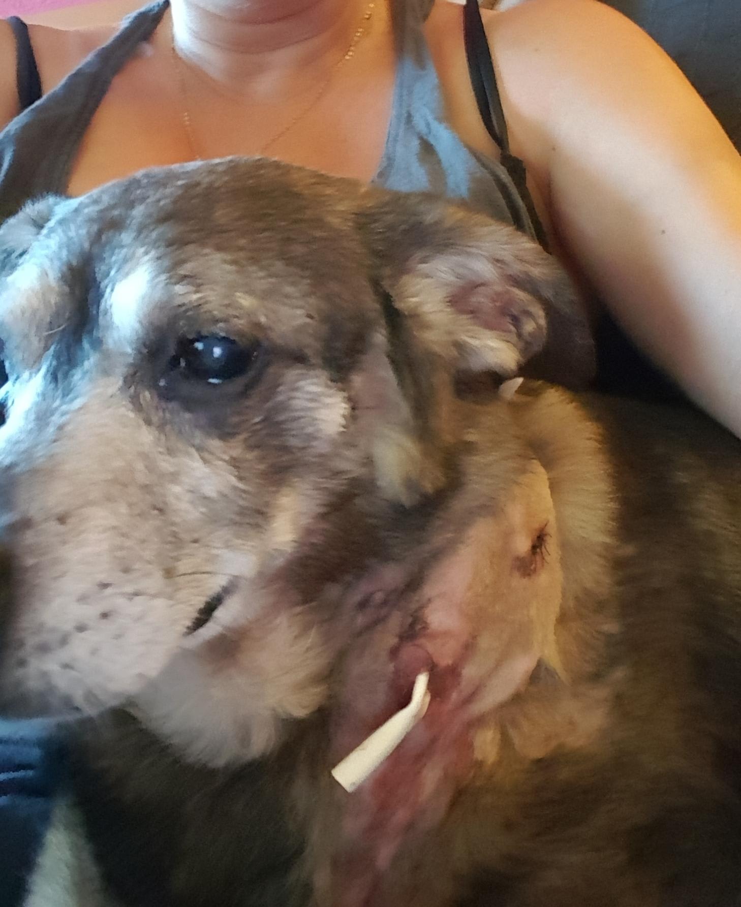 My dog's neck wound drain bleeding: Is this normal after attack? | Petco