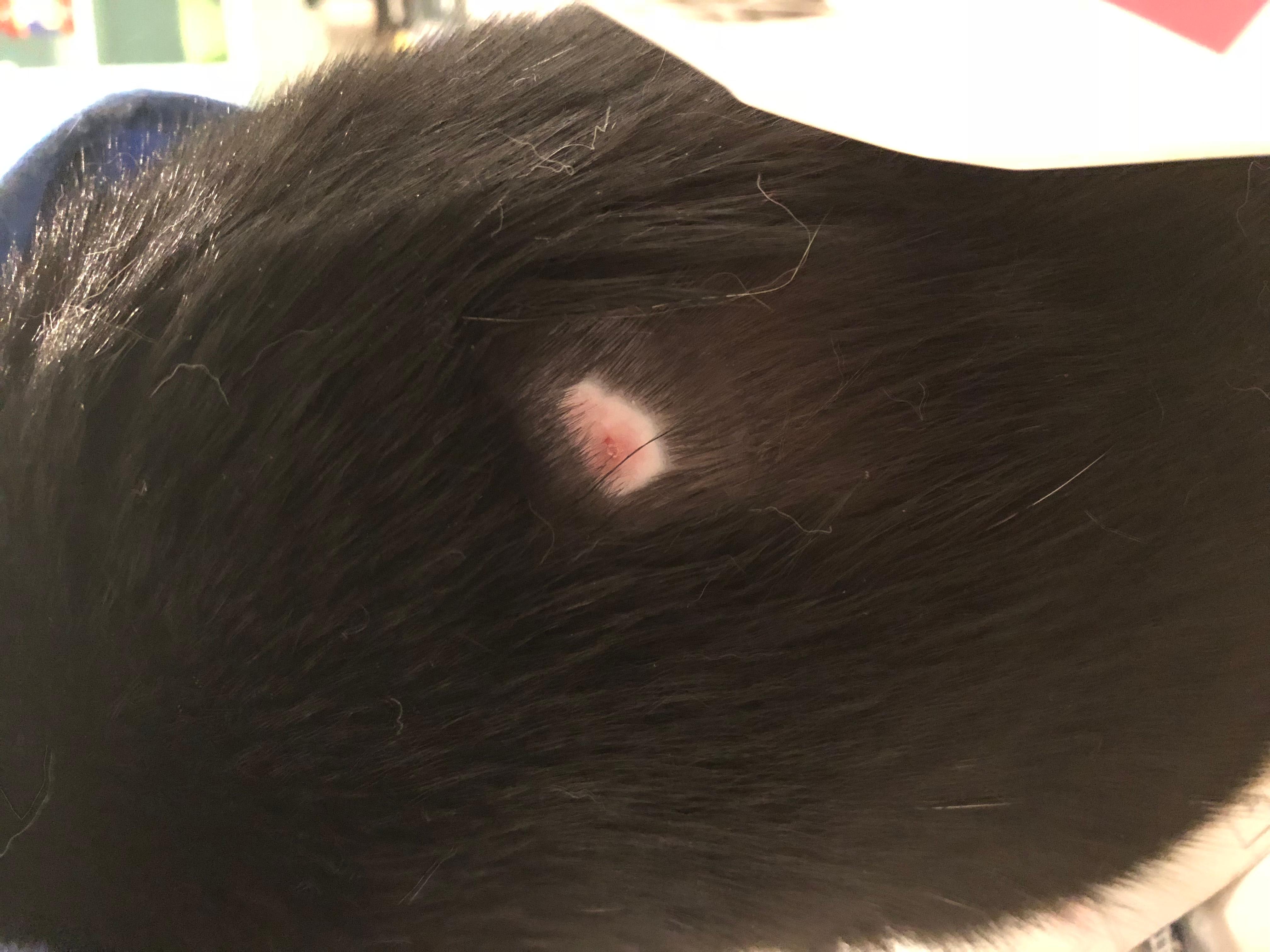 Cat Wound Red After Scab Fell Off? Is It Normal Healing? | Petco