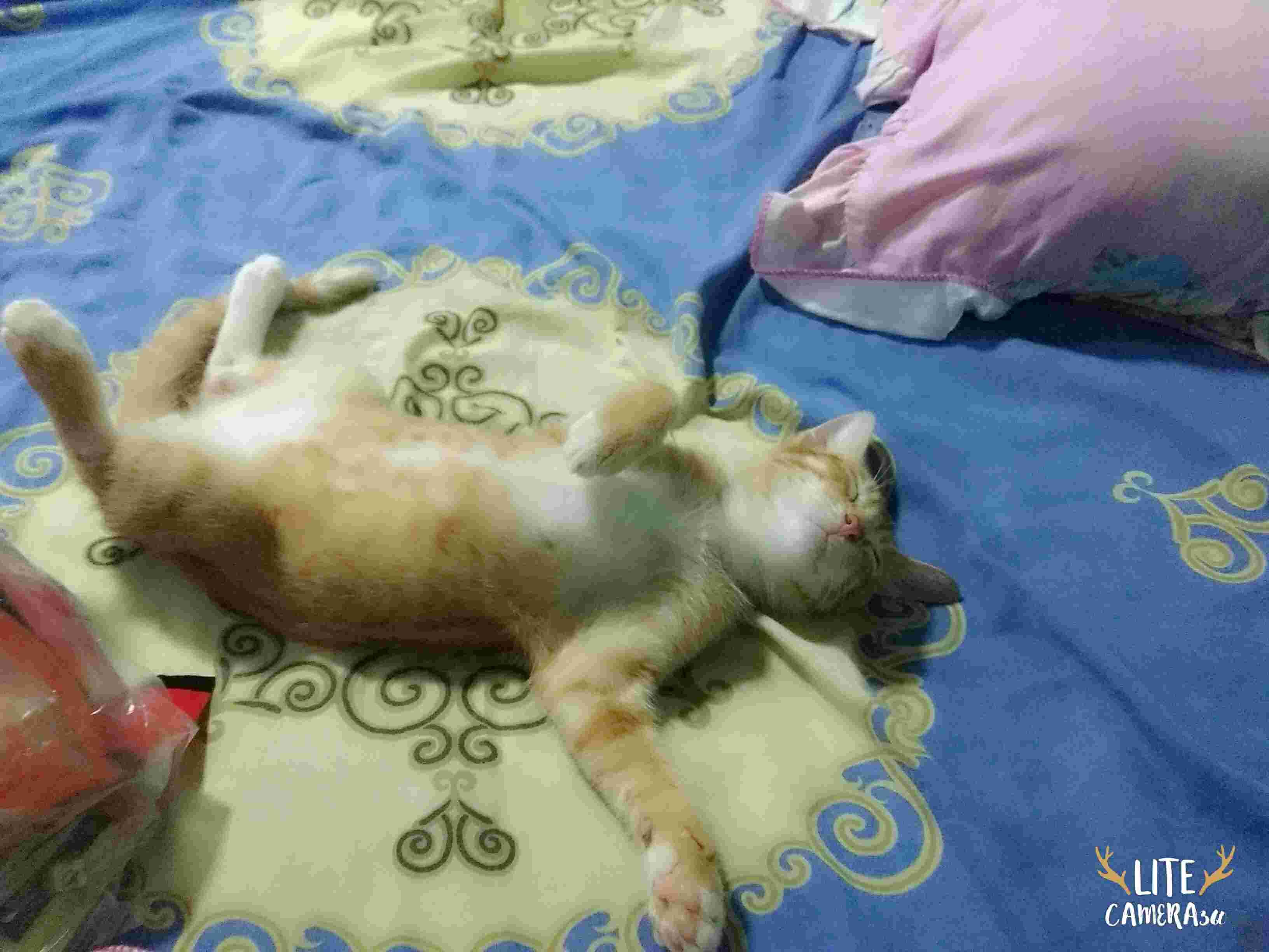 7-Month Male Cat Straining to Pee? Is It an Emergency? | Petco