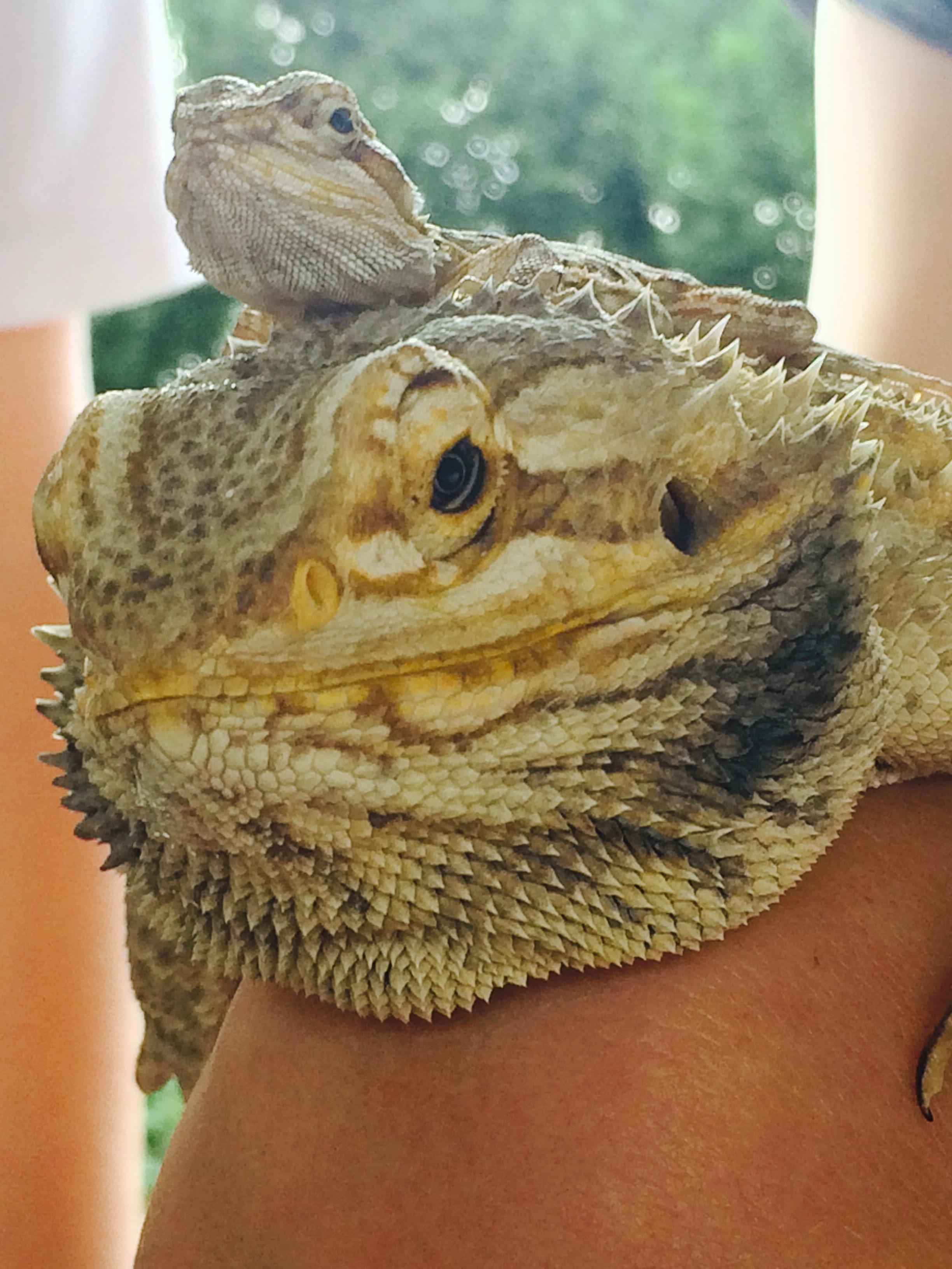 My Bearded Dragon Is Wheezing: Should I Worry? What To Do? | Petco