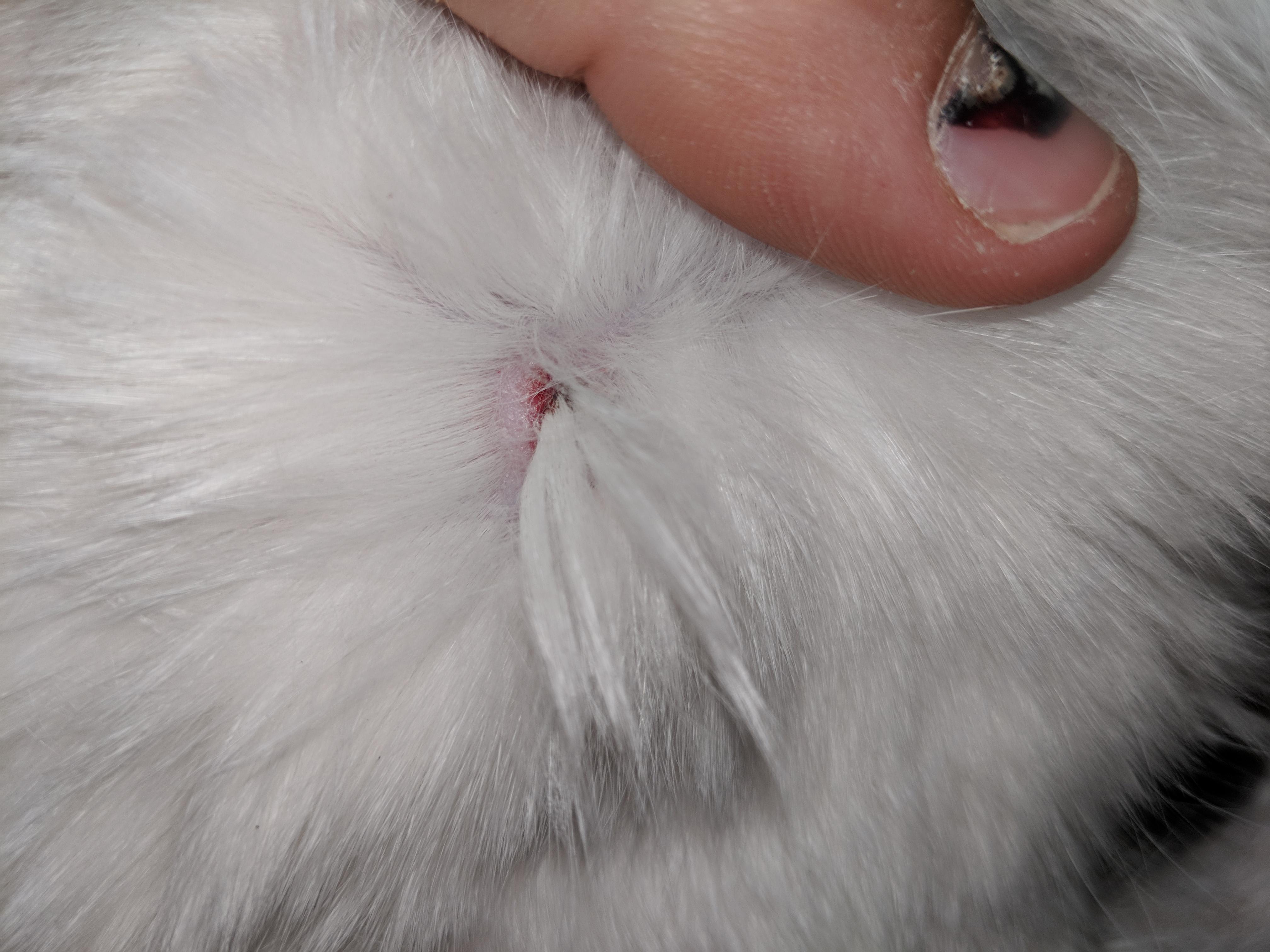 What's That Strange Mark on Your Cat's Skin? Wound or Bite? | Petco