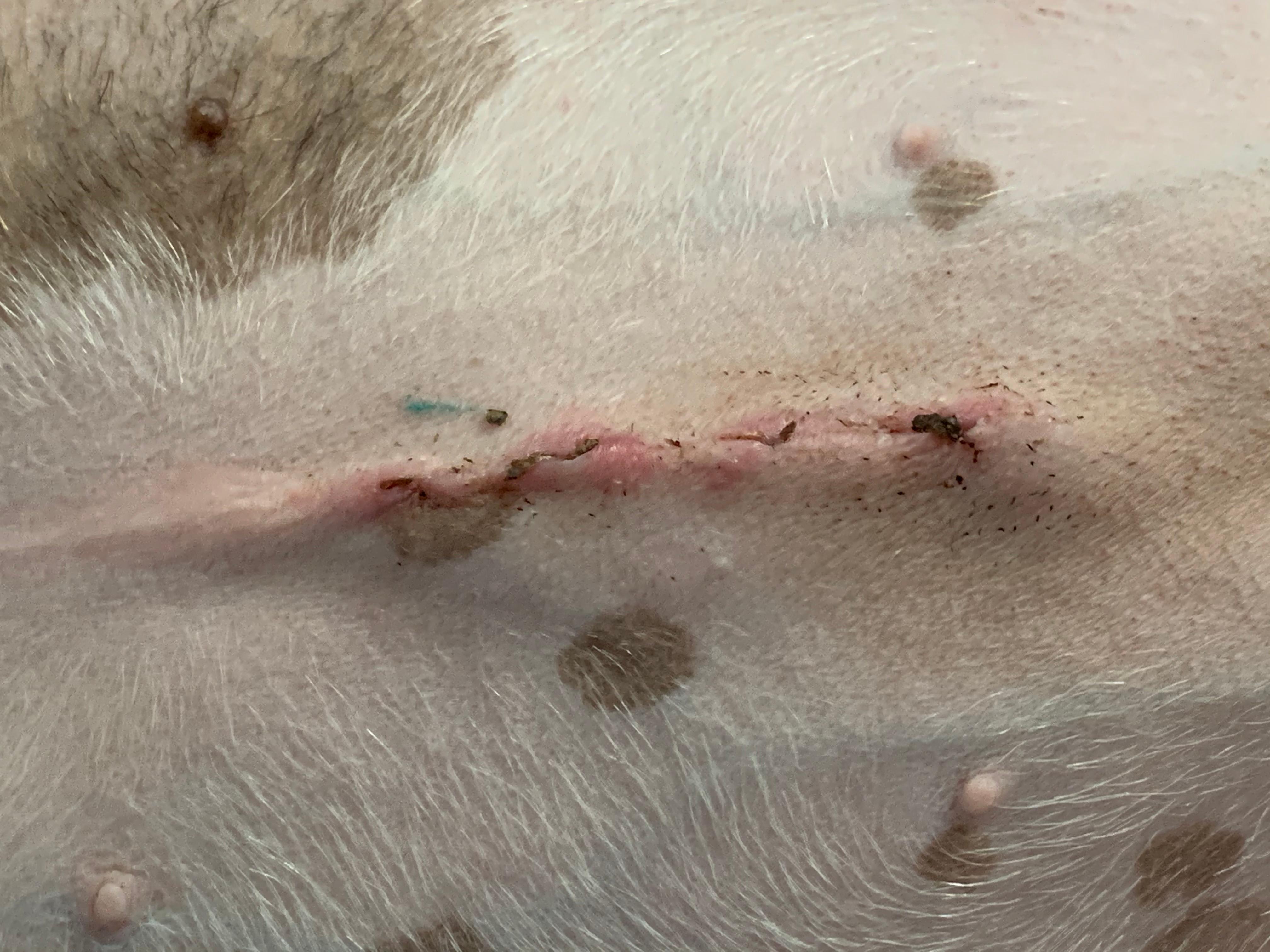 How long until my dog's spay stitches heal for outdoor play? | Petco