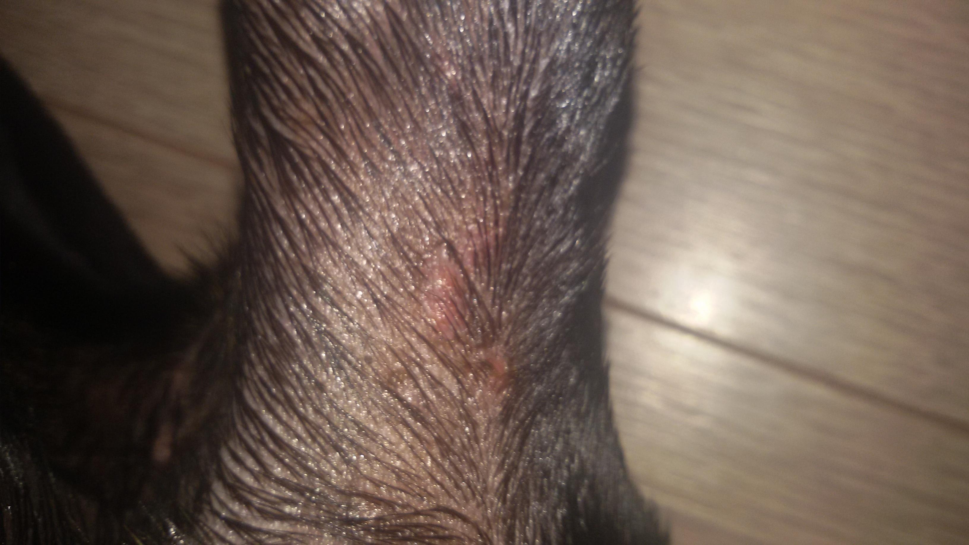 Red, Crusty Bumps on Your Dog's Skin? Is It a Hot Spot? | Petco