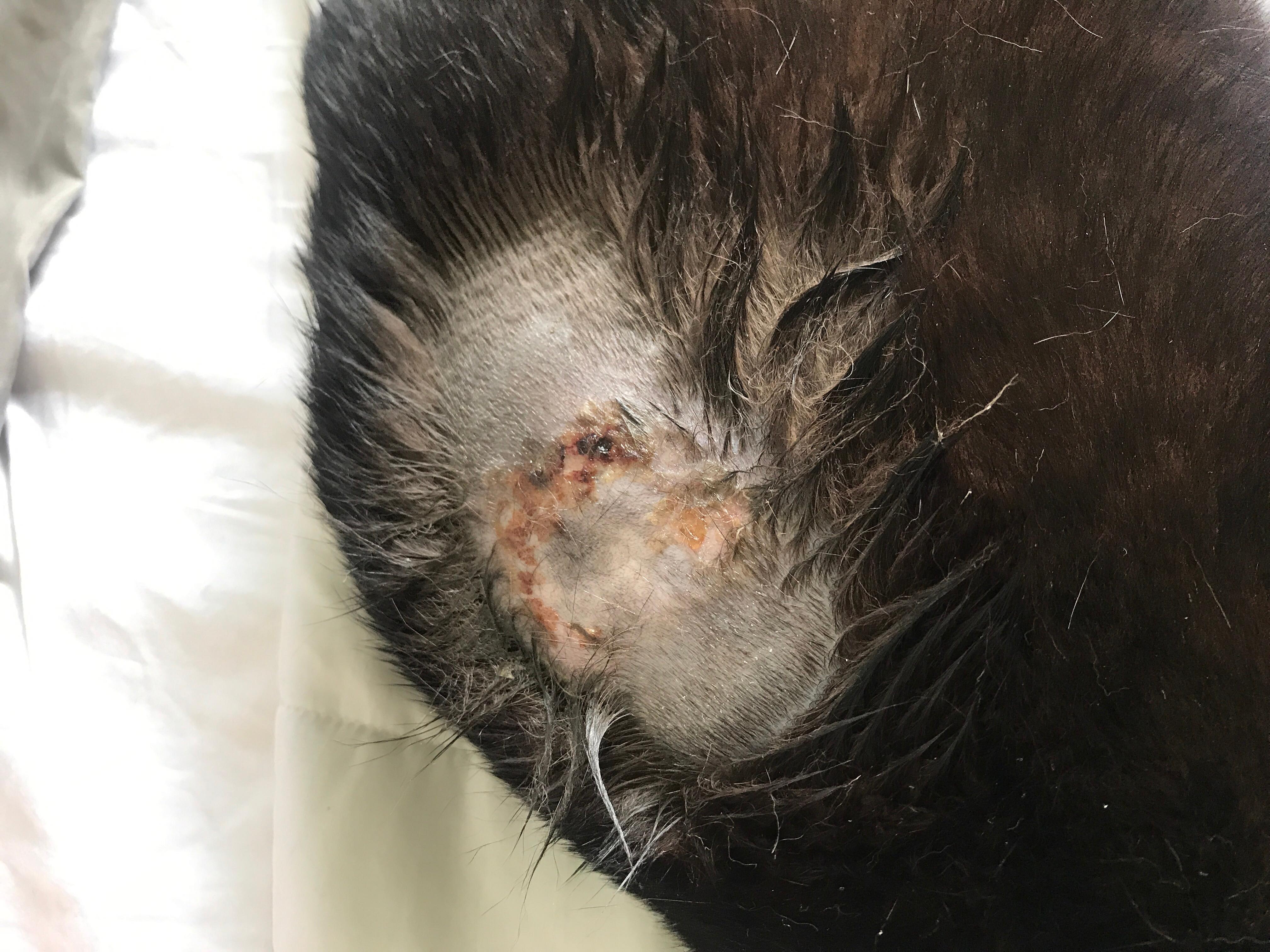 Hello my cat has been having some serious skin issues. We have taken ...