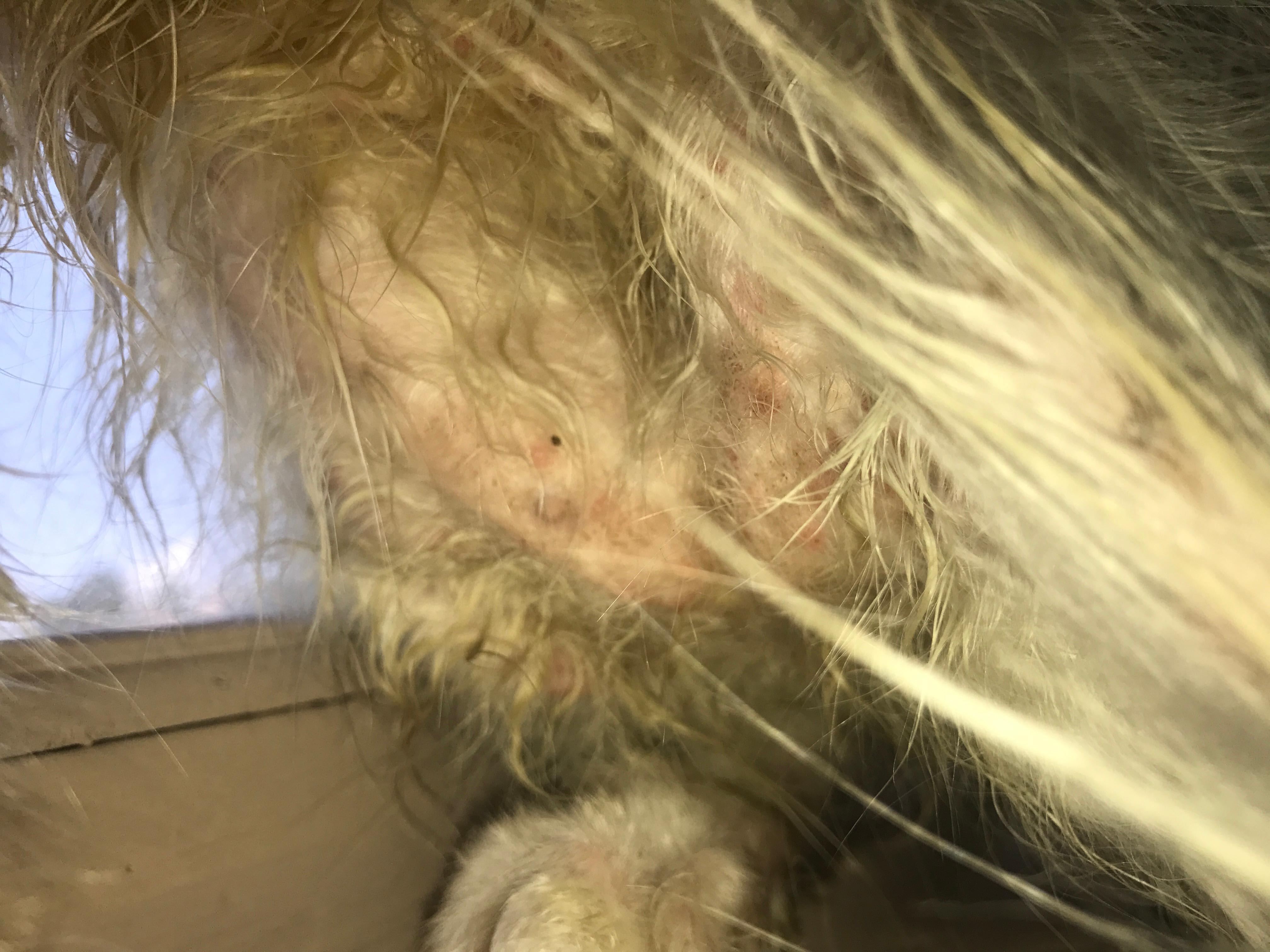 My 1-year-old cat has skin rashes & pees outside litter box | Petco