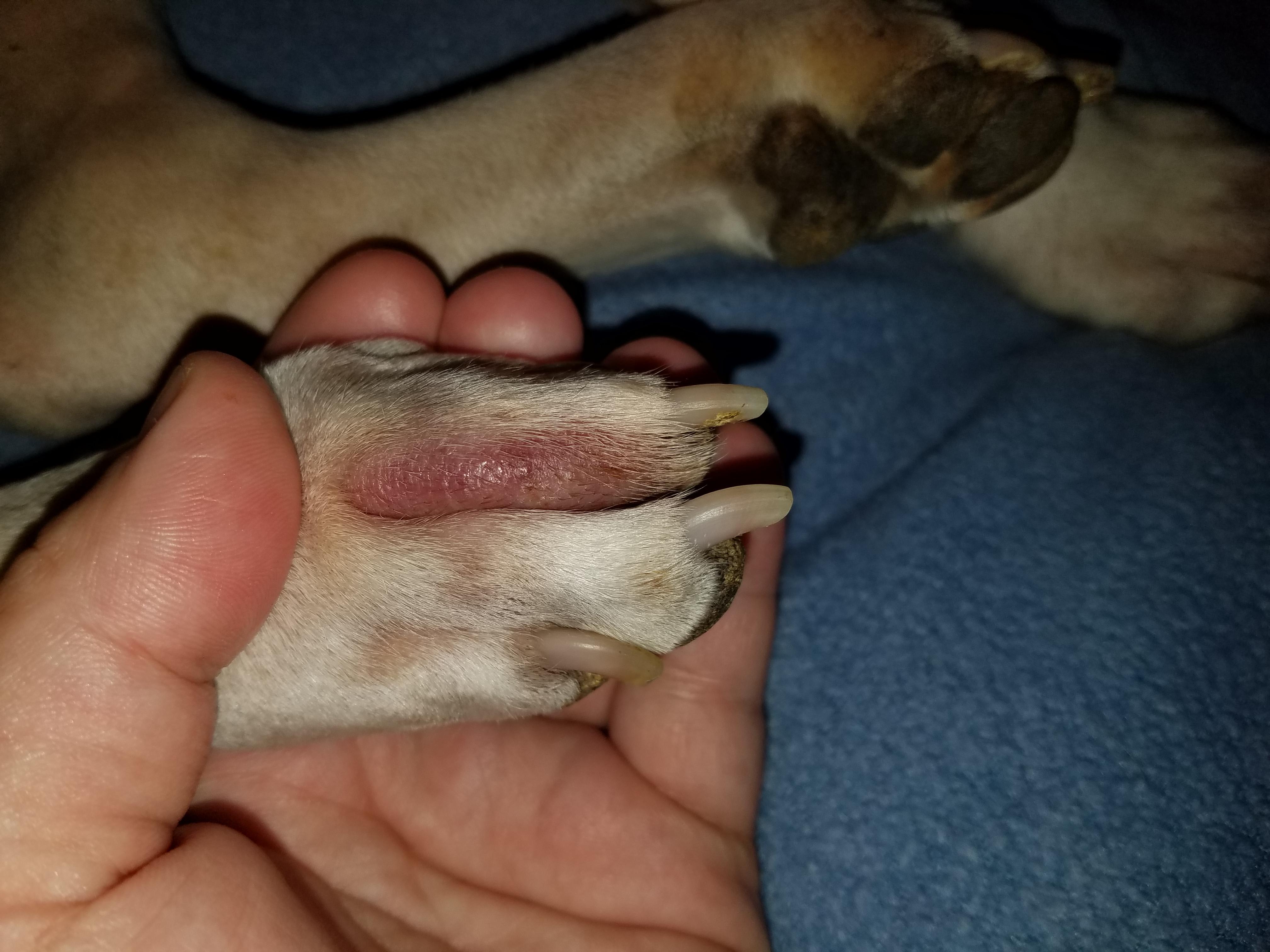 Why is my dog's toe swollen, red, and losing fur between toes? | Petco