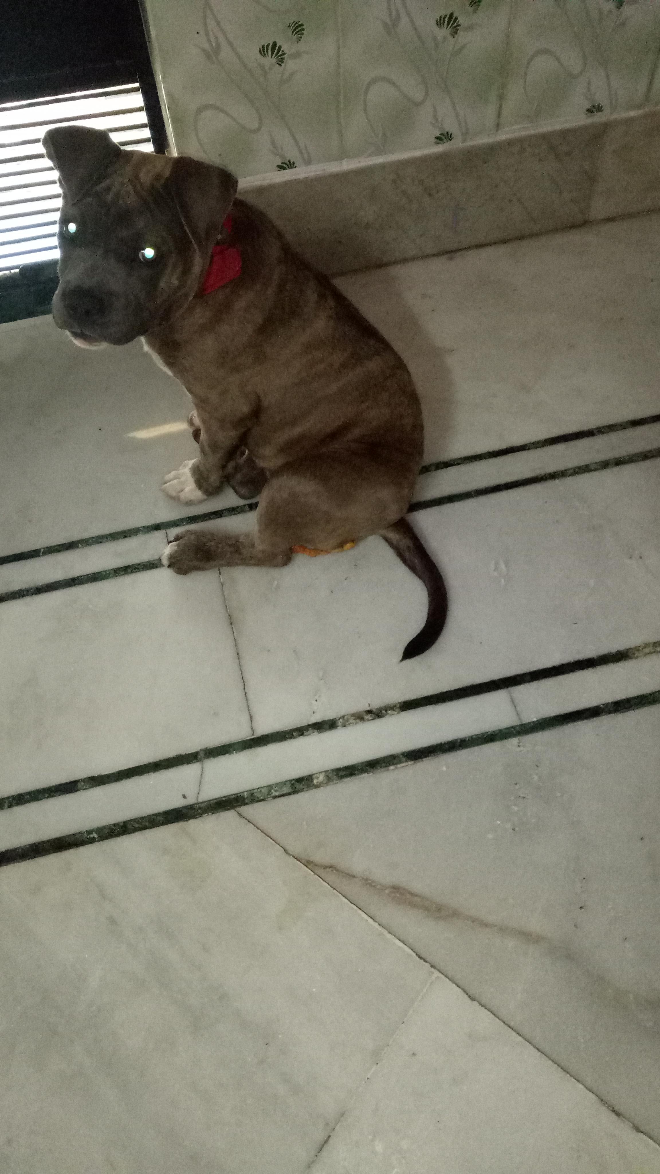 Why is my American Bully puppy pooping yellow, rubbery pieces? | Petco