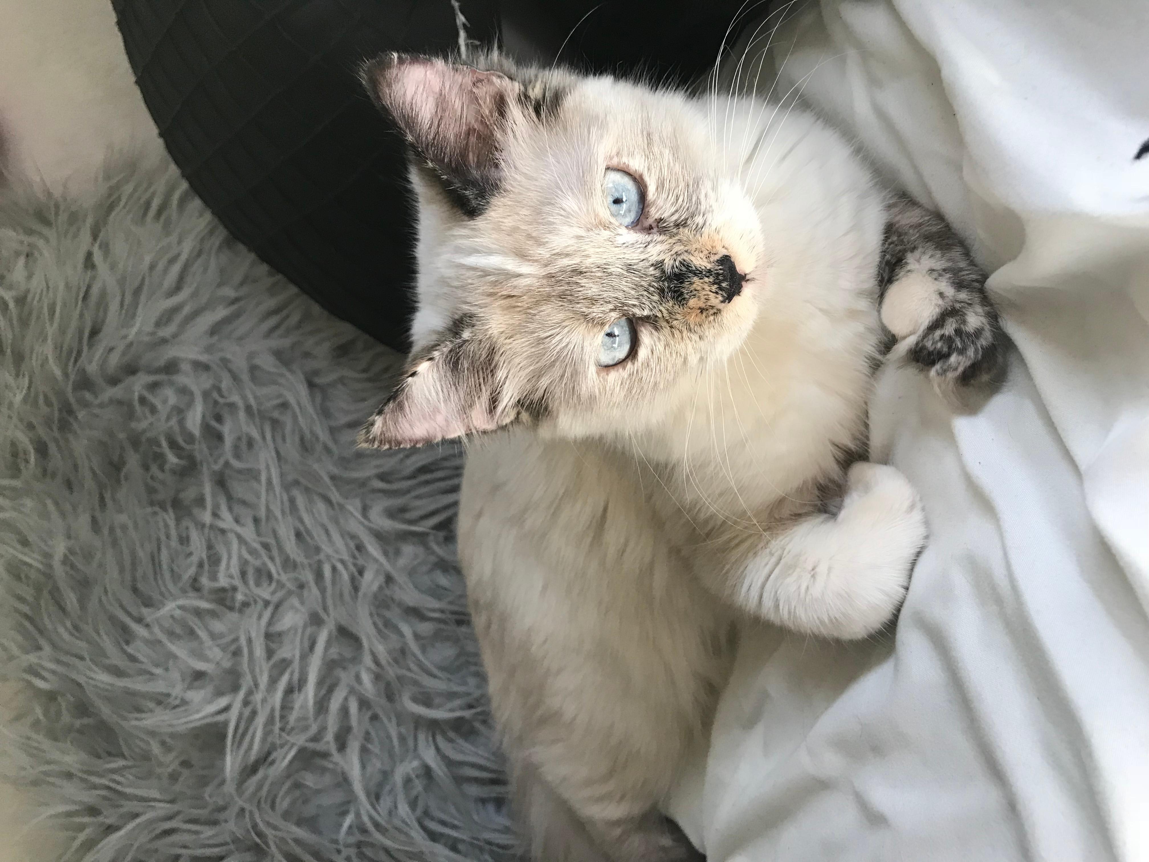 How to Identify Your 8-Month-Old Ragdoll Cat's Type from Photos | Petco