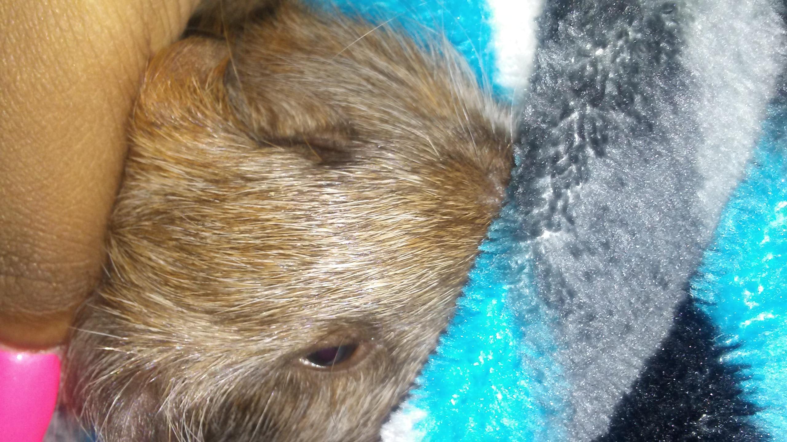 Why is my guinea pig sneezing, losing hair, nose discharge? | Petco