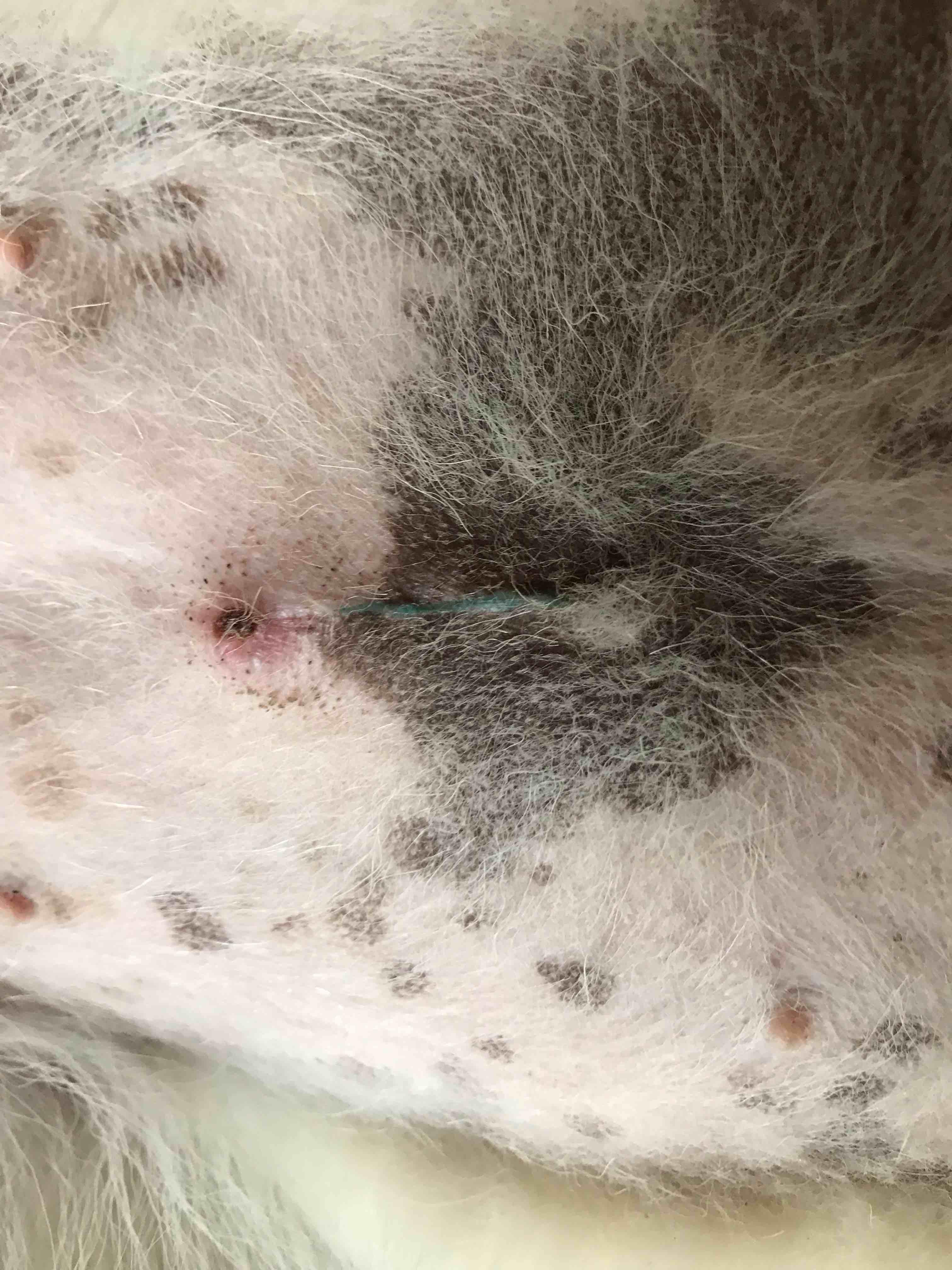 My dog's spay incision red/scabbing. Does it need vet care? | Petco