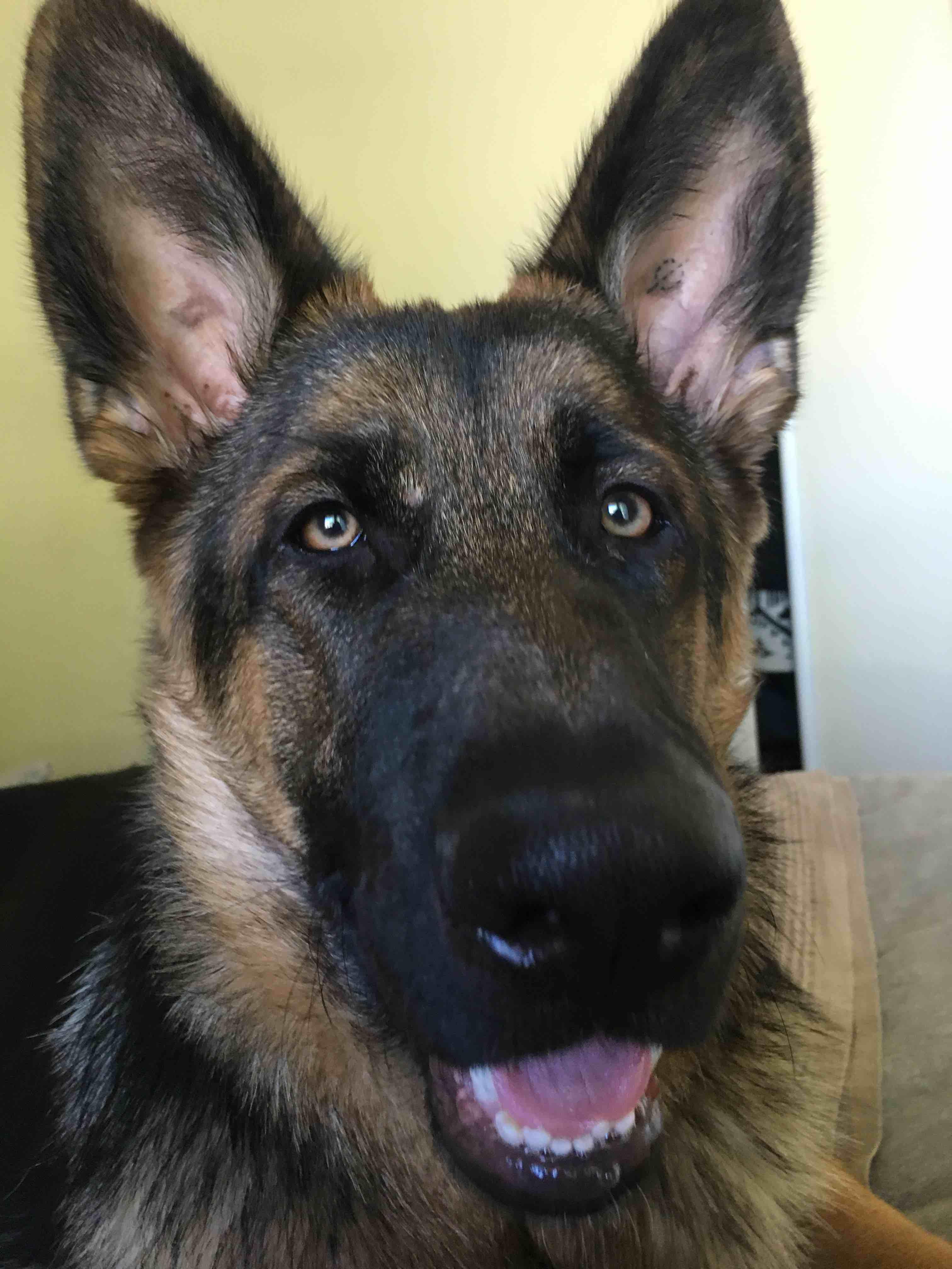 My dog's ears are bruised a month after neuter. Is it okay? | Petco