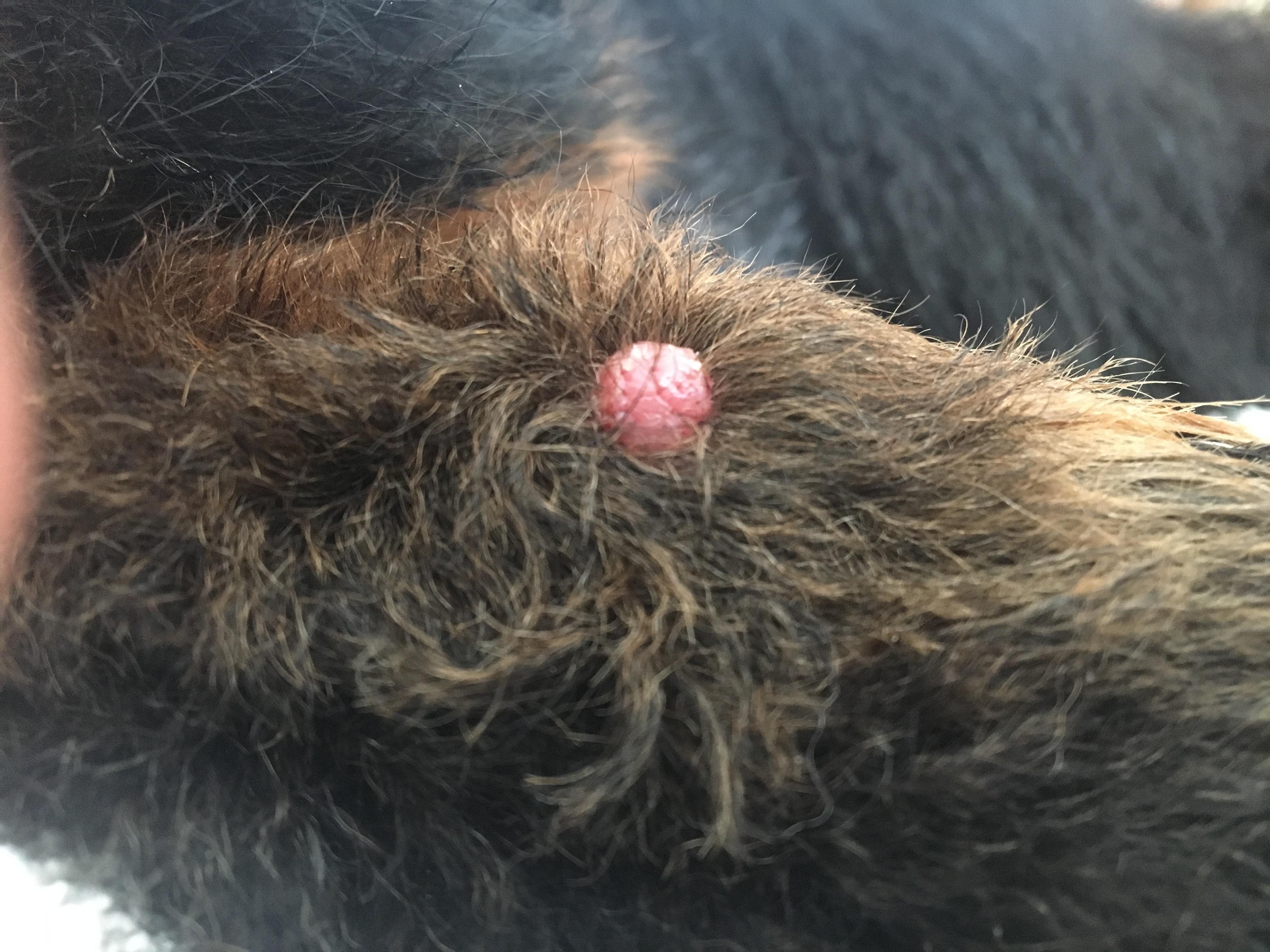 New lump on dog's foot after melanoma: Vet or oncologist? | Petco