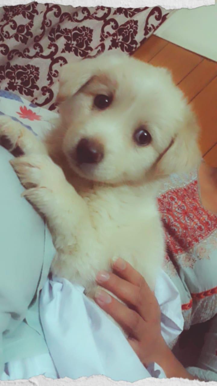 Is my puppy's extra toe a sign of Great Pyrenees mix? | Petco