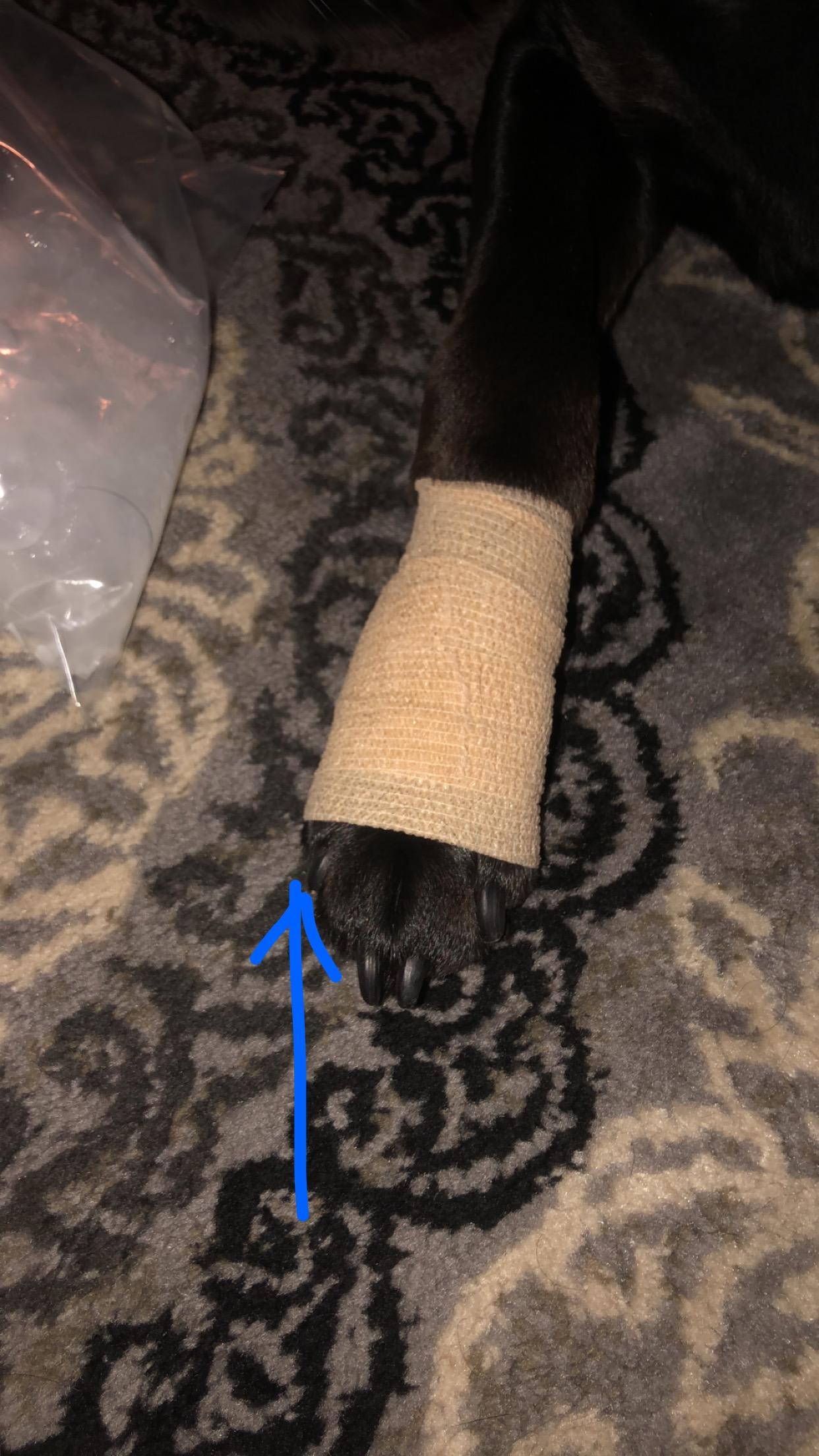 Dog Limping? What to Do for a Possible Broken or Dislocated Toe | Petco