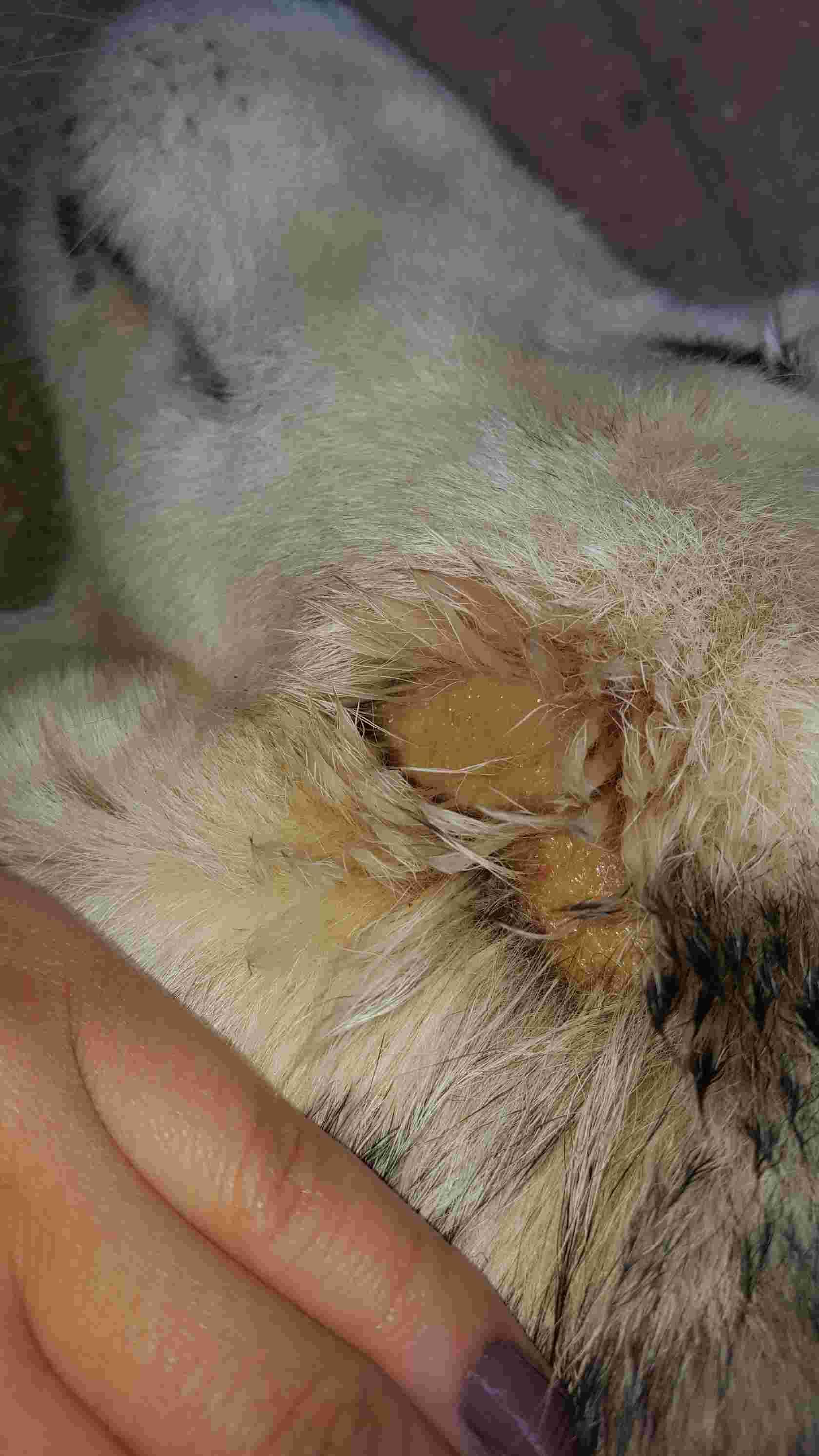 My dog has a painful, sticky bald spot on her cheek. Solutions! | Petco
