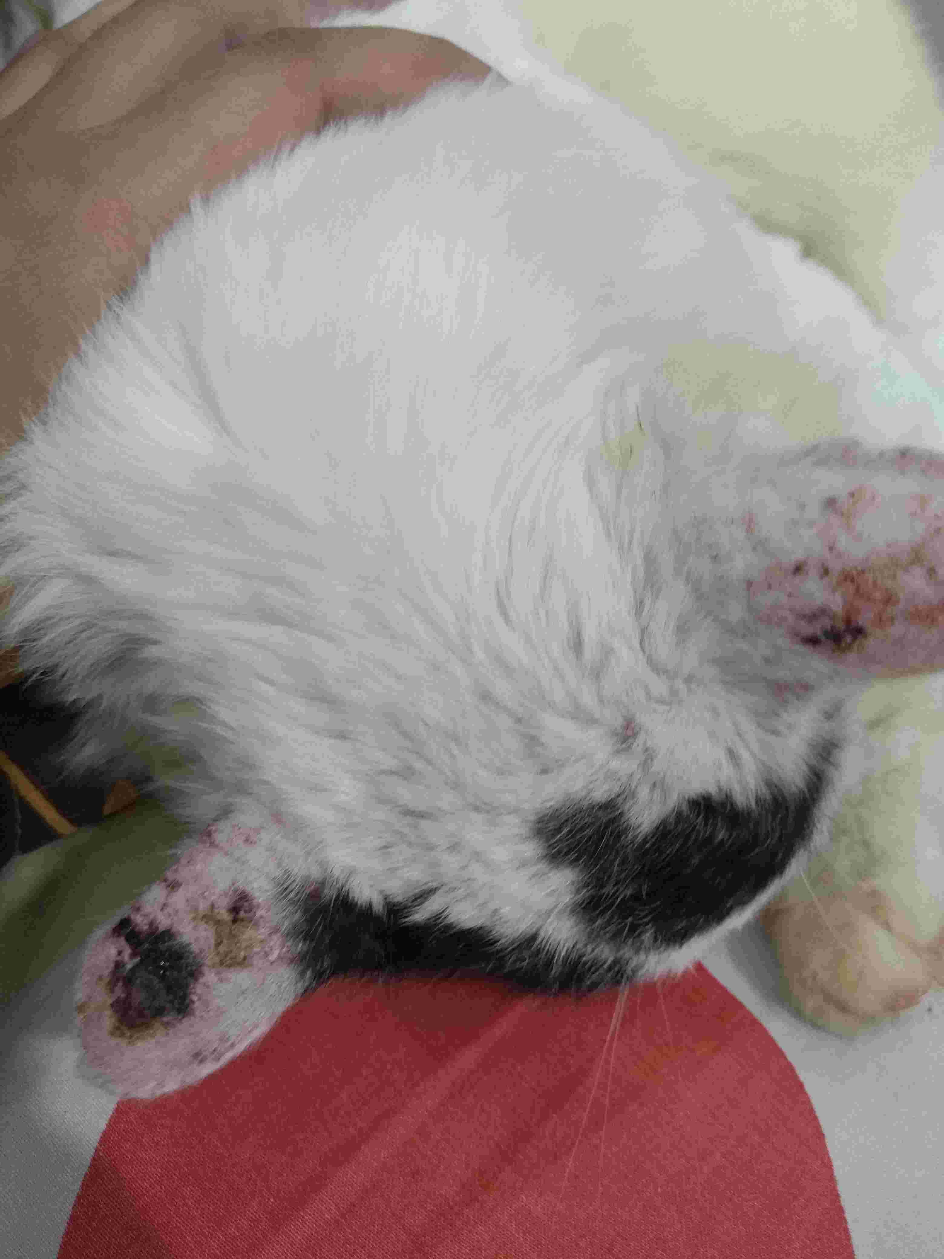My cat's ear wounds won't heal after antibiotics. Is it serious? | Petco