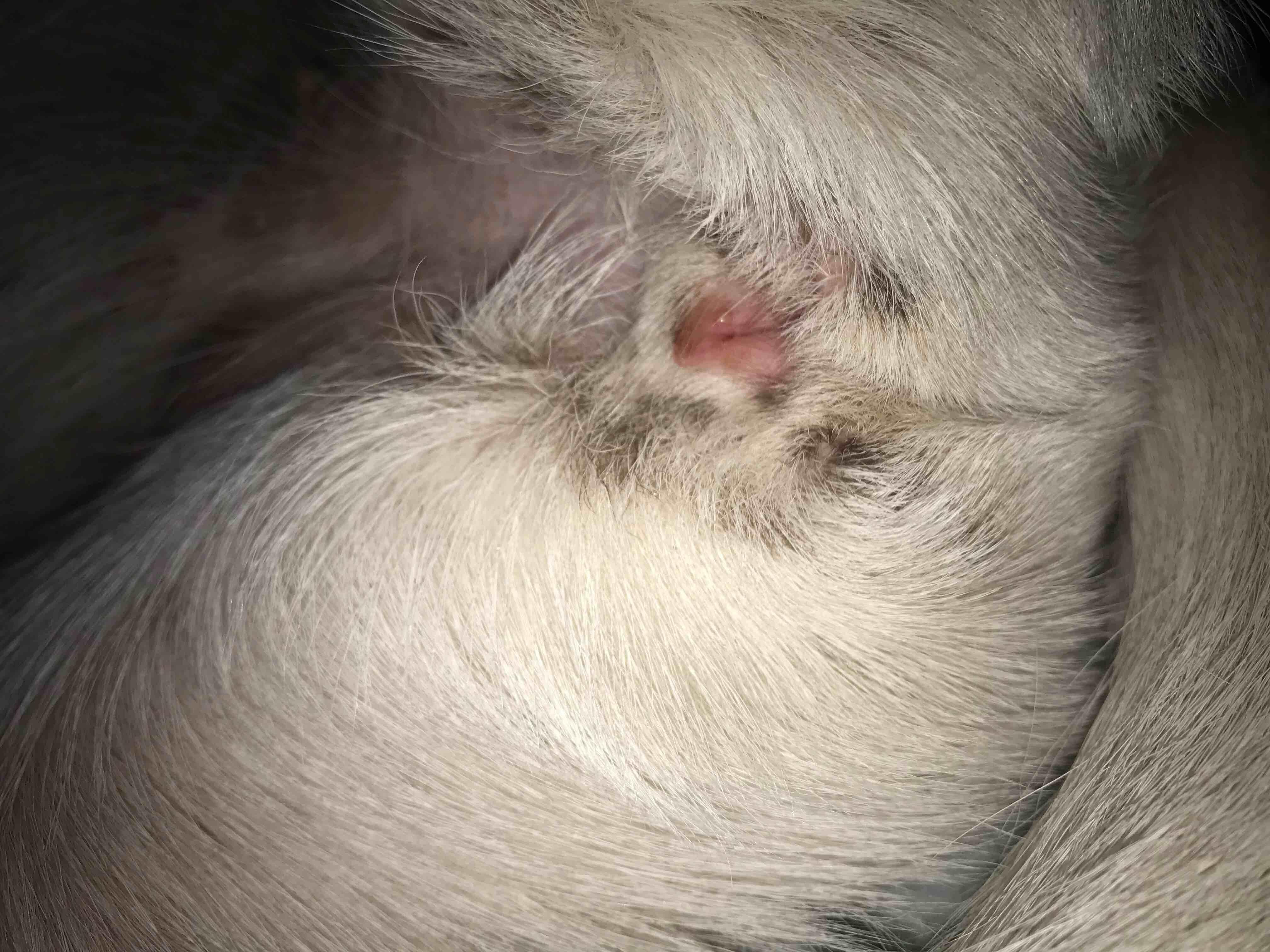 My Dog Licked a Drained Pimple on Private Area? What Is It? | Petco