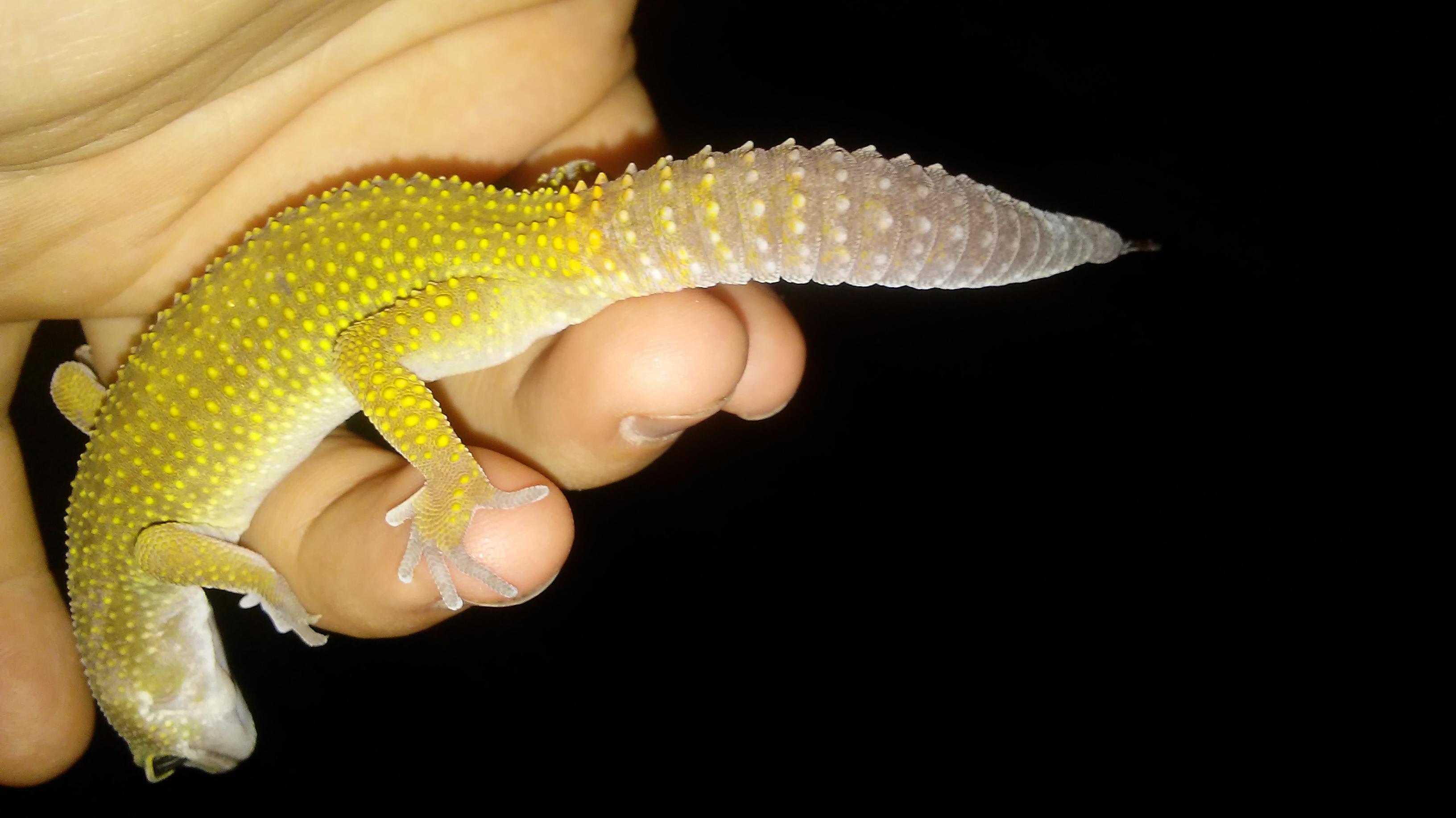 Gecko Tail Dry After Shedding? Prevent Tail Loss & Keep It Healthy | Petco