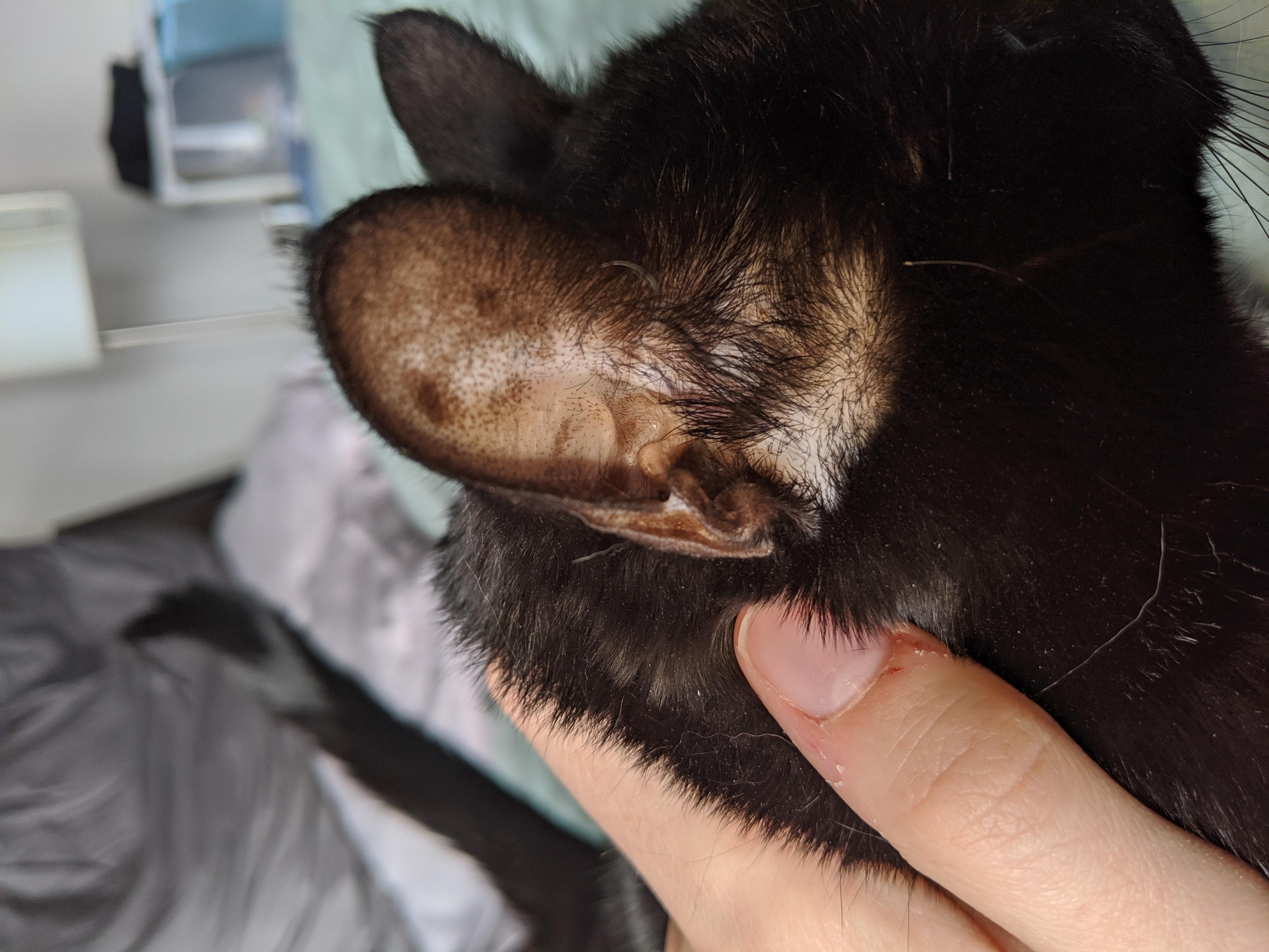 My cat's ears are brown inside, but no gunk. Could it be ear mites? | Petco