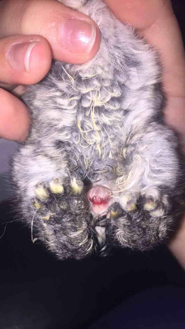 Help! My 2-Week-Old Rabbit Has Red, Swollen Genitals & Pee | Petco