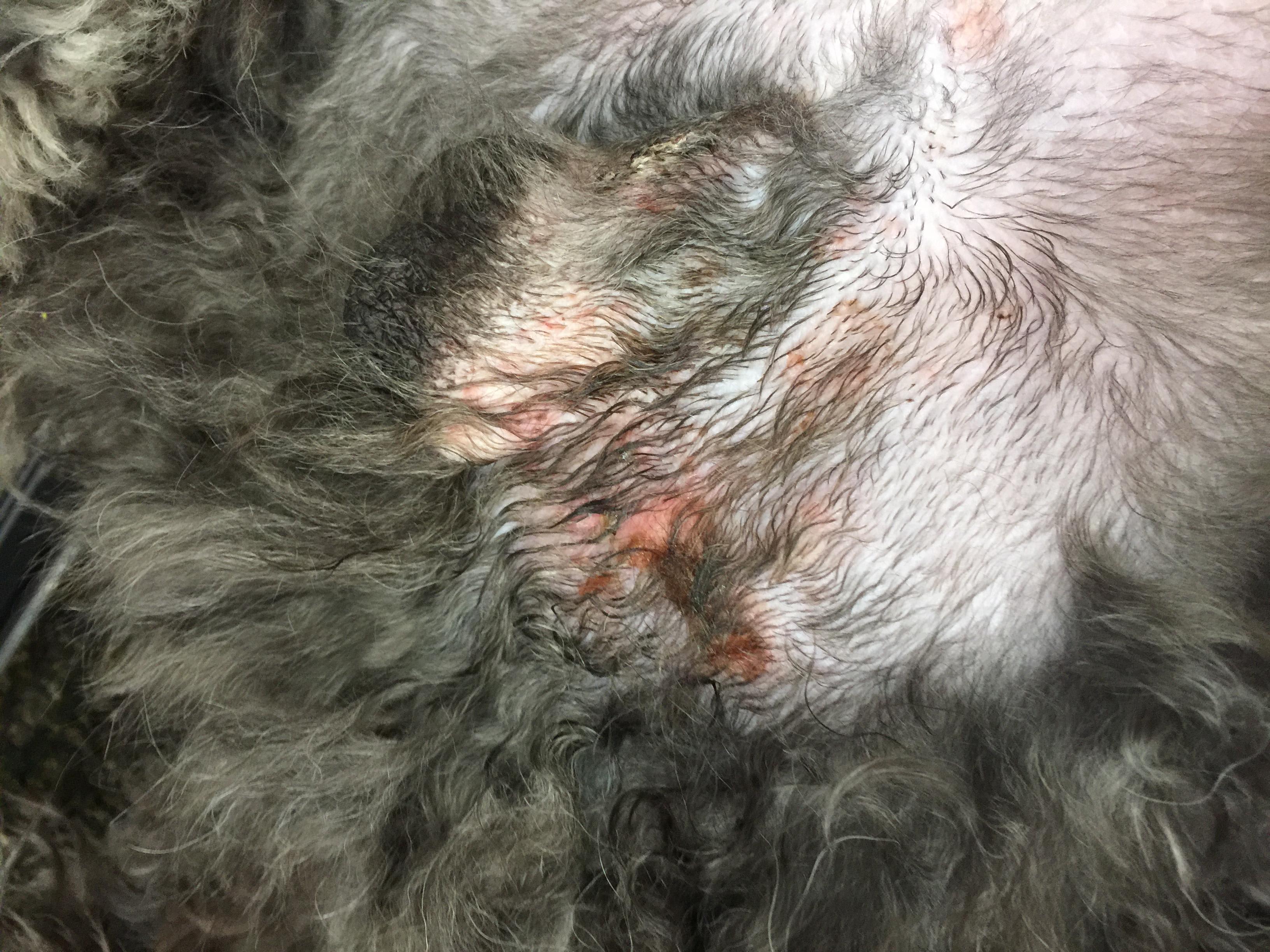 Dog's red, scabbed groin rash after neuter: Is it a hot spot? | Petco