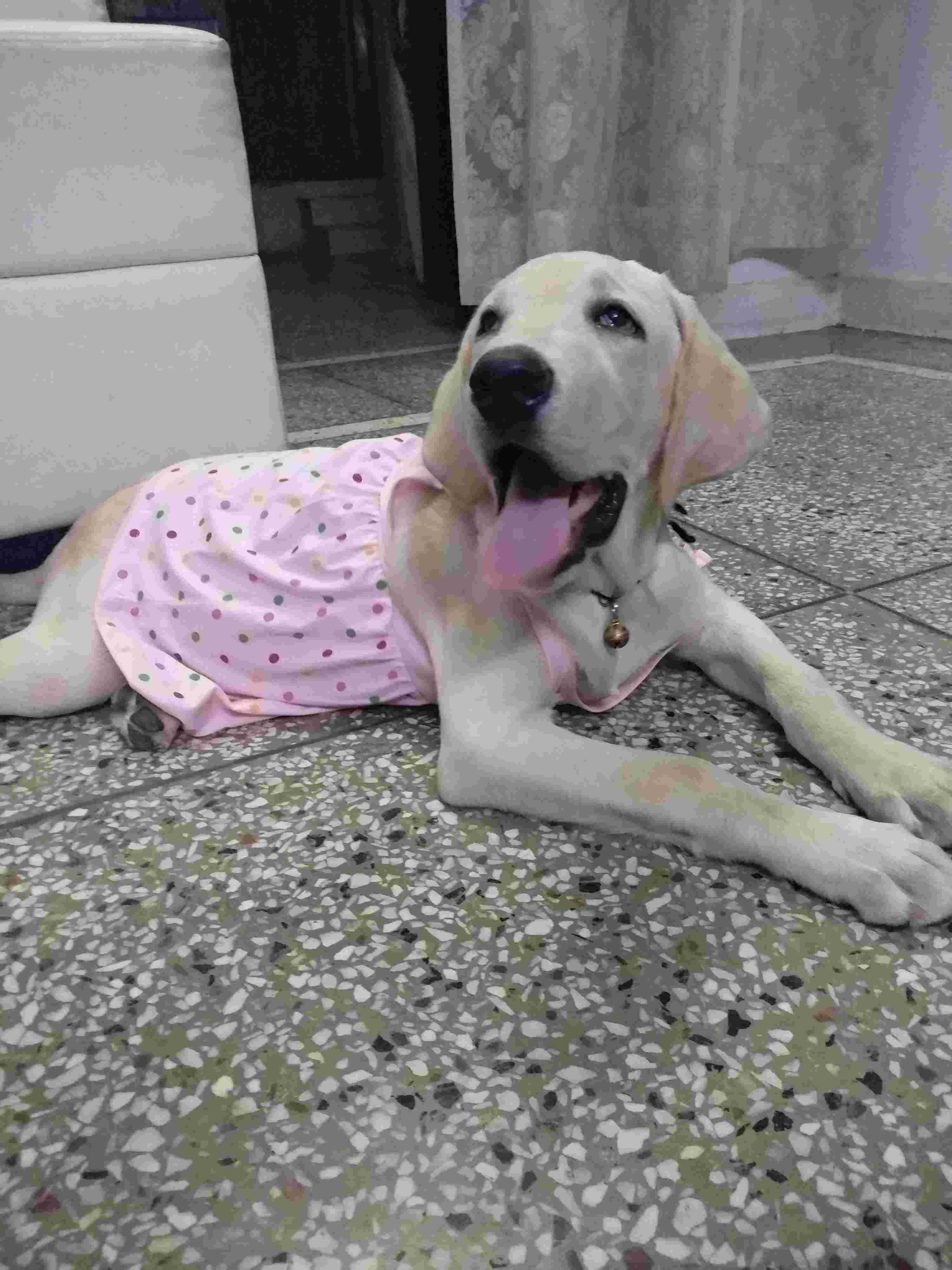 How to potty train my puppy ?? And teach her to bark to go out to poop ? | Boop by Petco