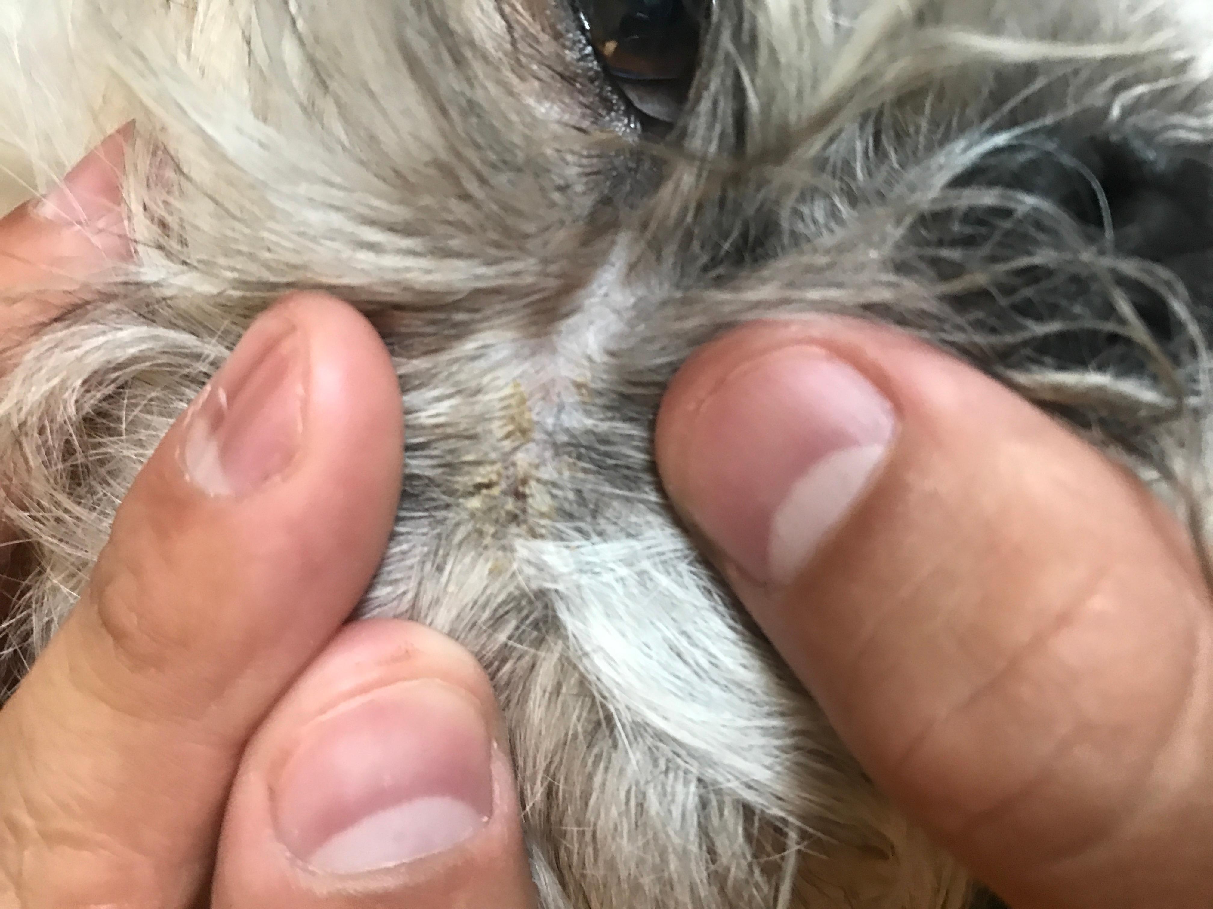 Dog Has Hard Yellow Scabs on Nose & Head? Find Causes & Treatment | Petco