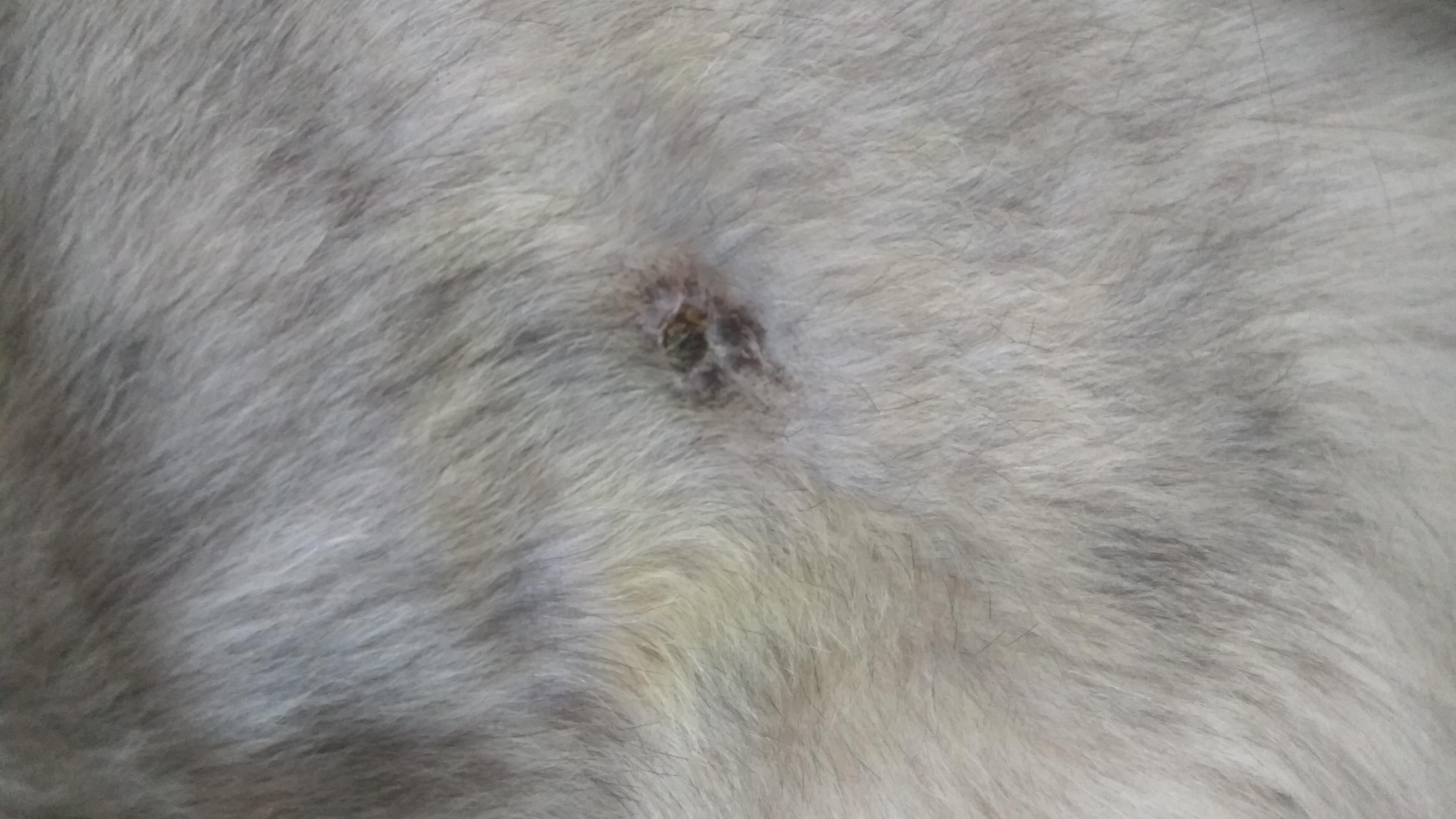 Is Your Dog's Spay Incision Healing Normally After Stitch Removal? | Petco