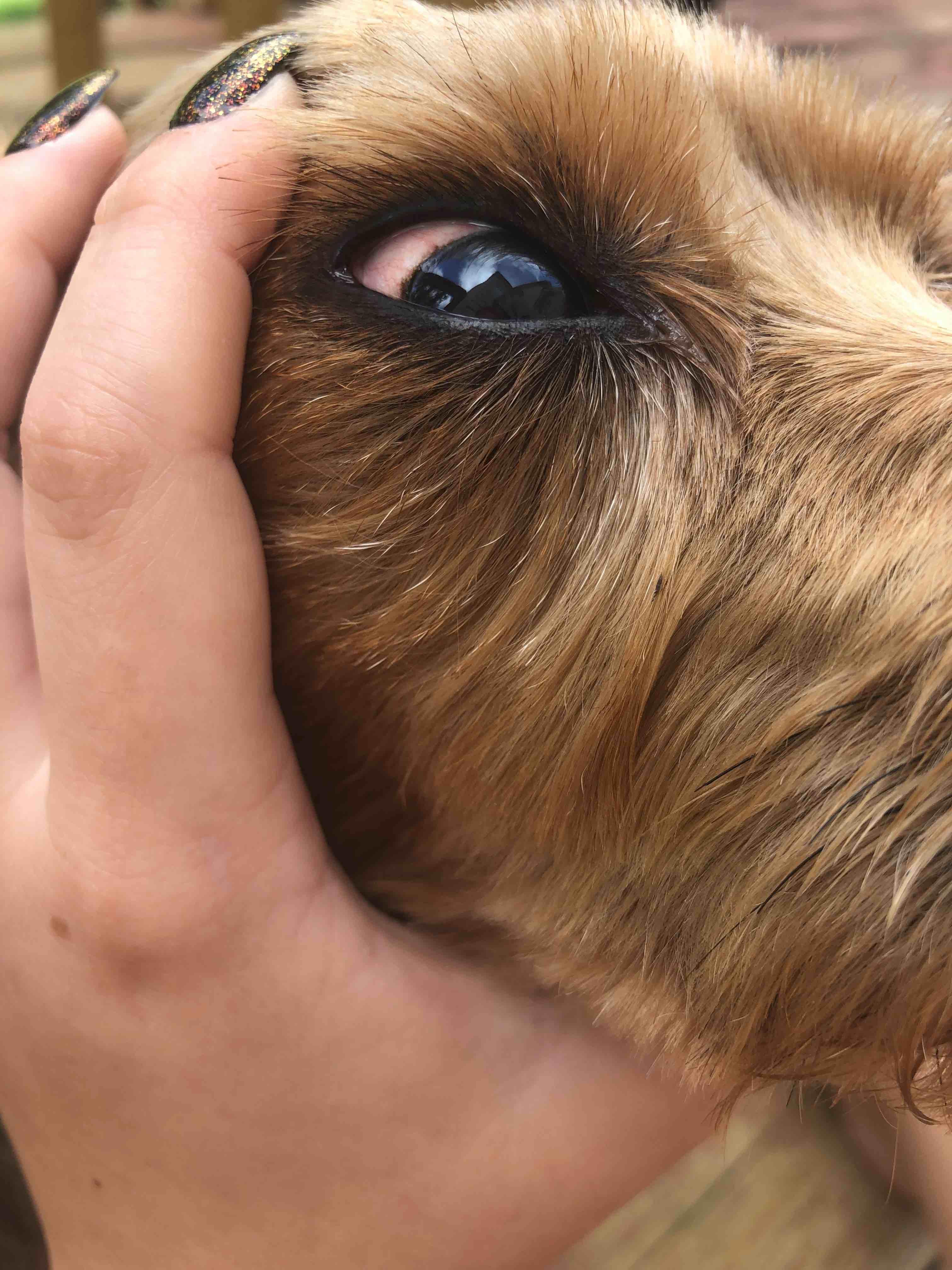 My dog's eye is red and bloodshot for a while. Is it serious? | Petco