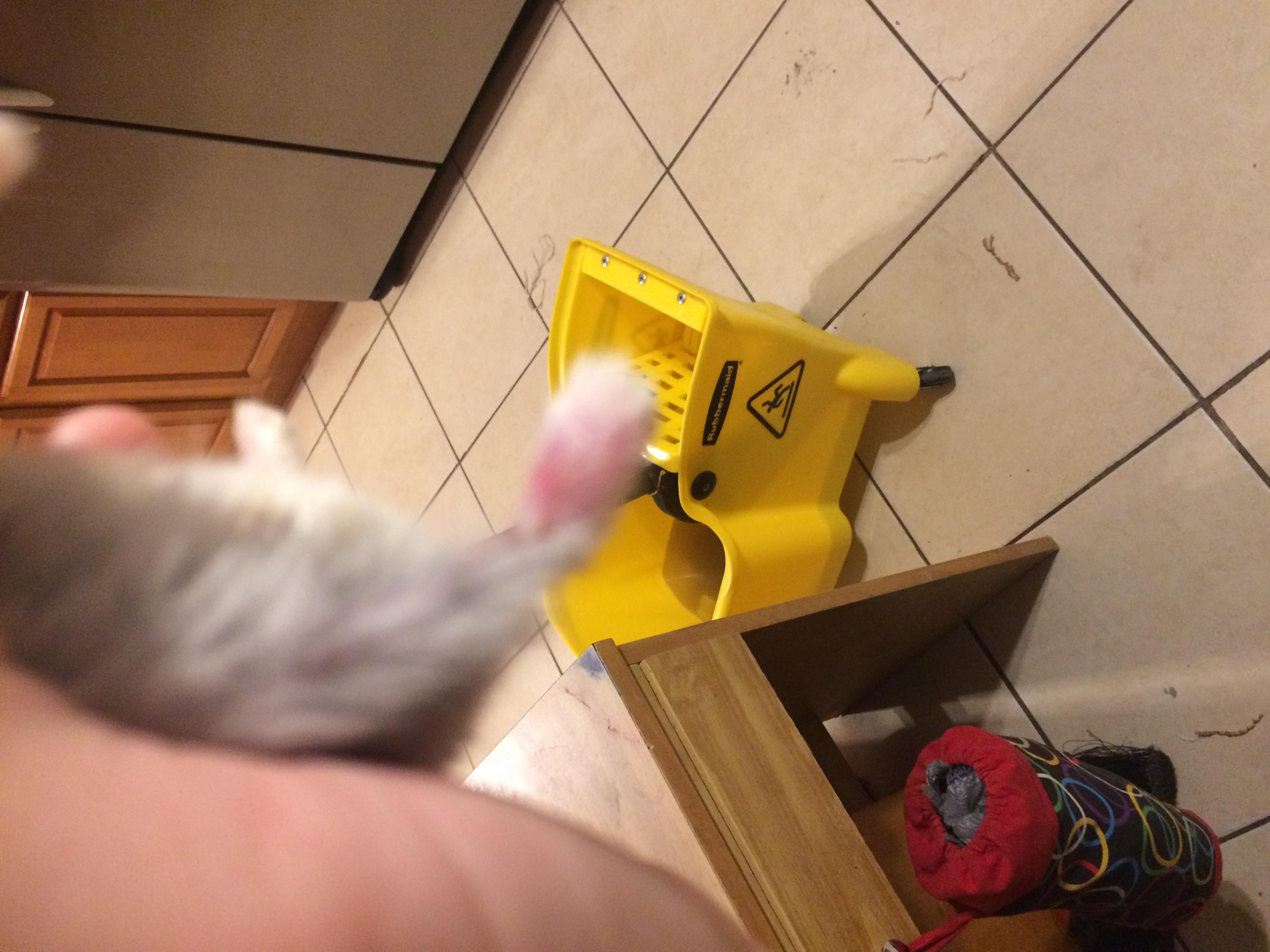 My dwarf hamster's leg is swollen, red, and dragging. What to do? | Petco