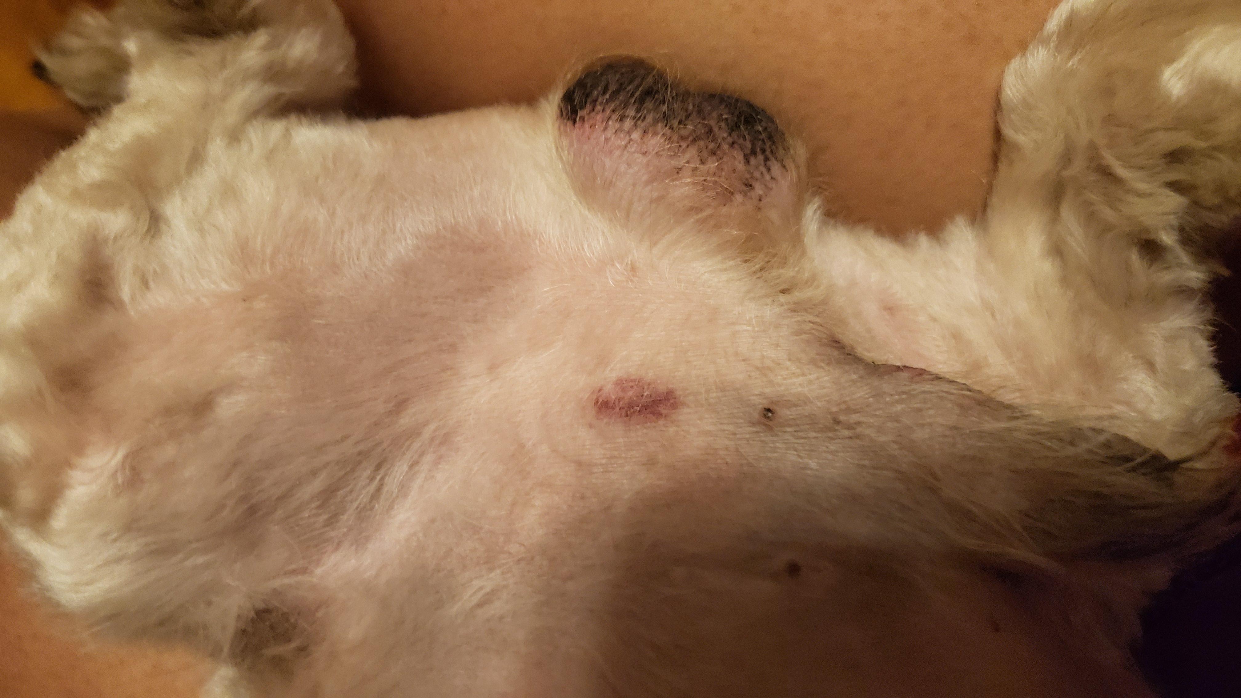 Why does my dog have a belly bruise after normal vet visits? | Petco