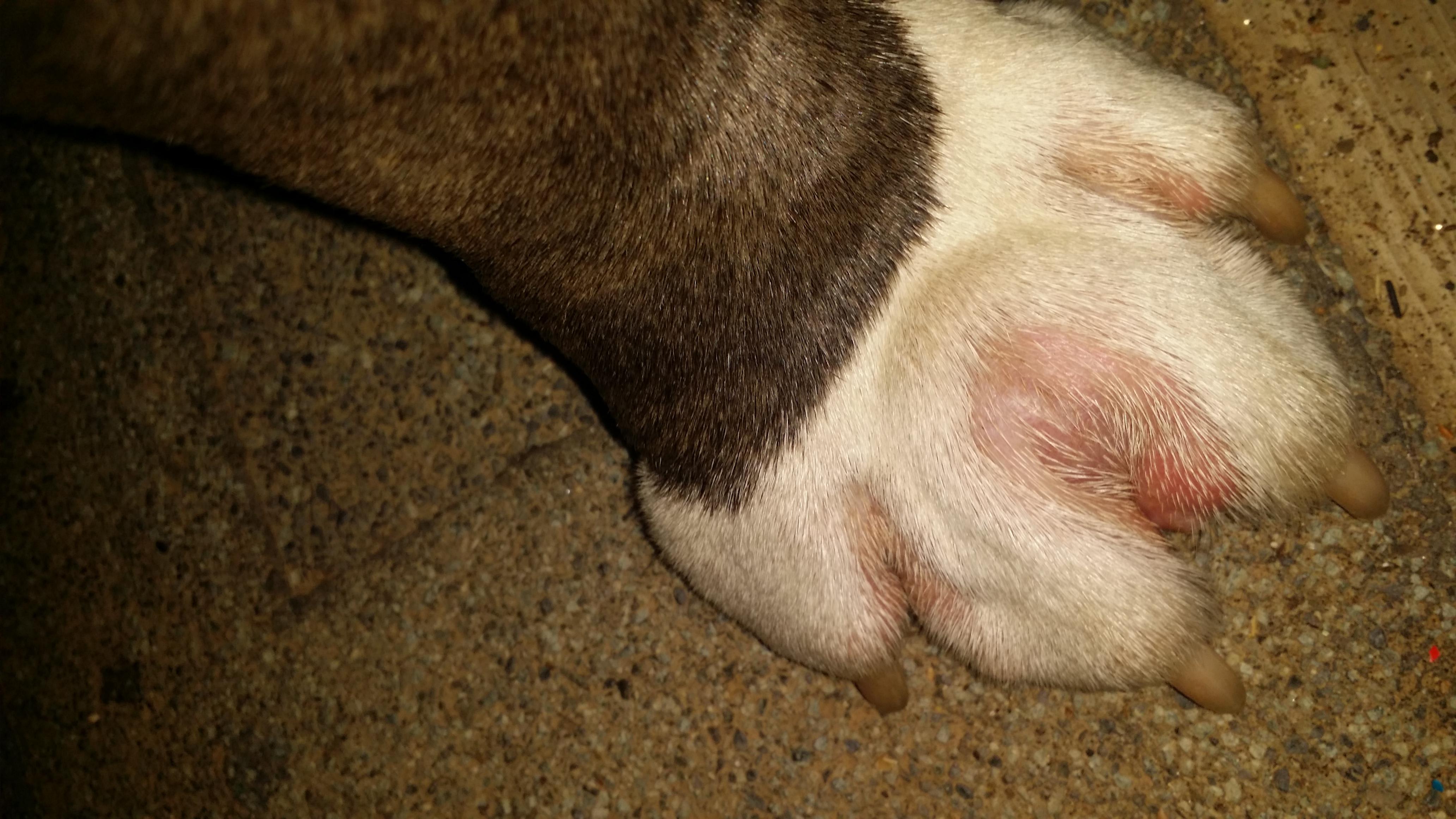 Is this foxtail on my dog's paw? Treat it without a vet? | Petco