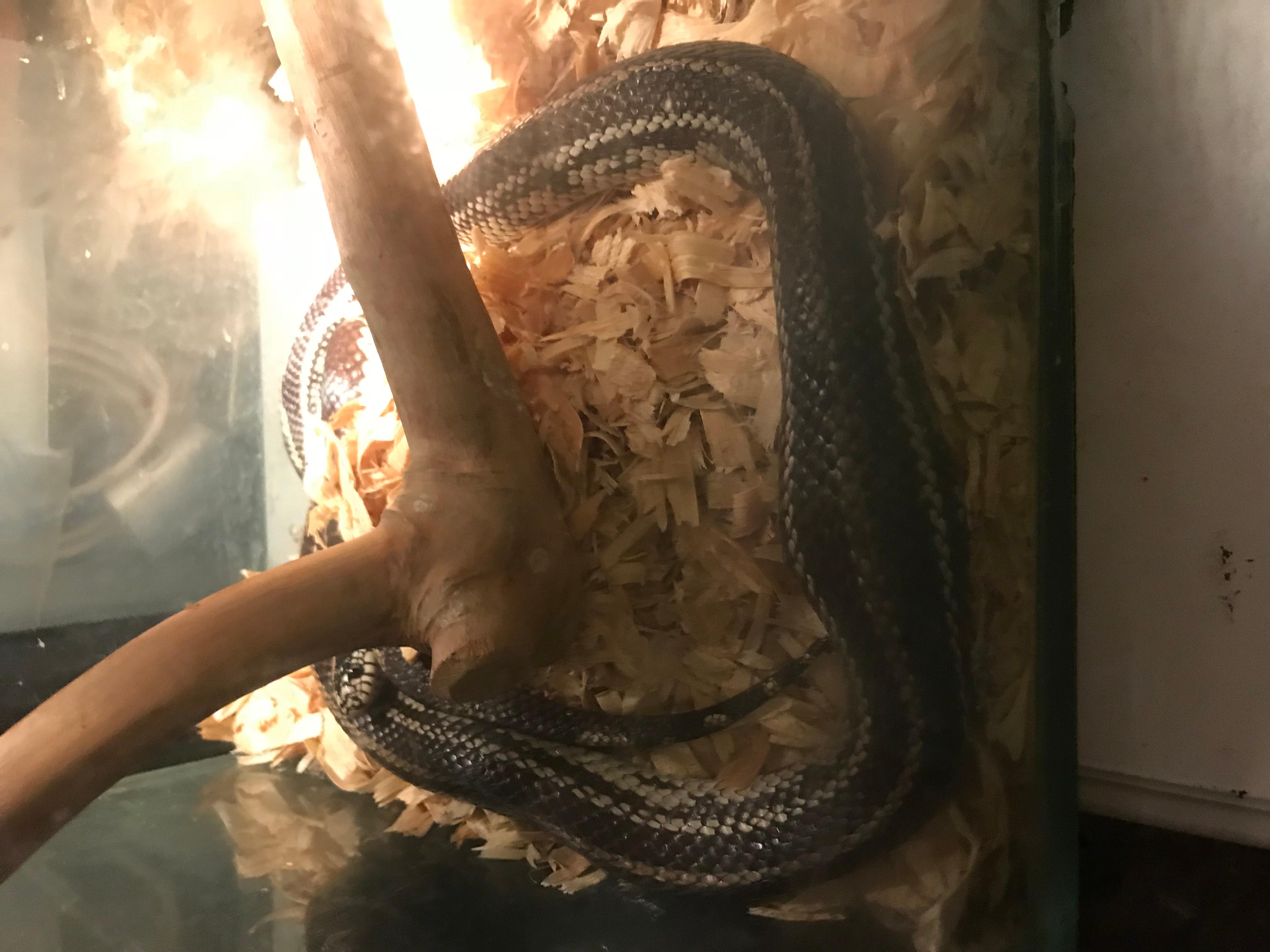 My snake has a lump, regurgitated, and no poop. Is he sick? | Petco