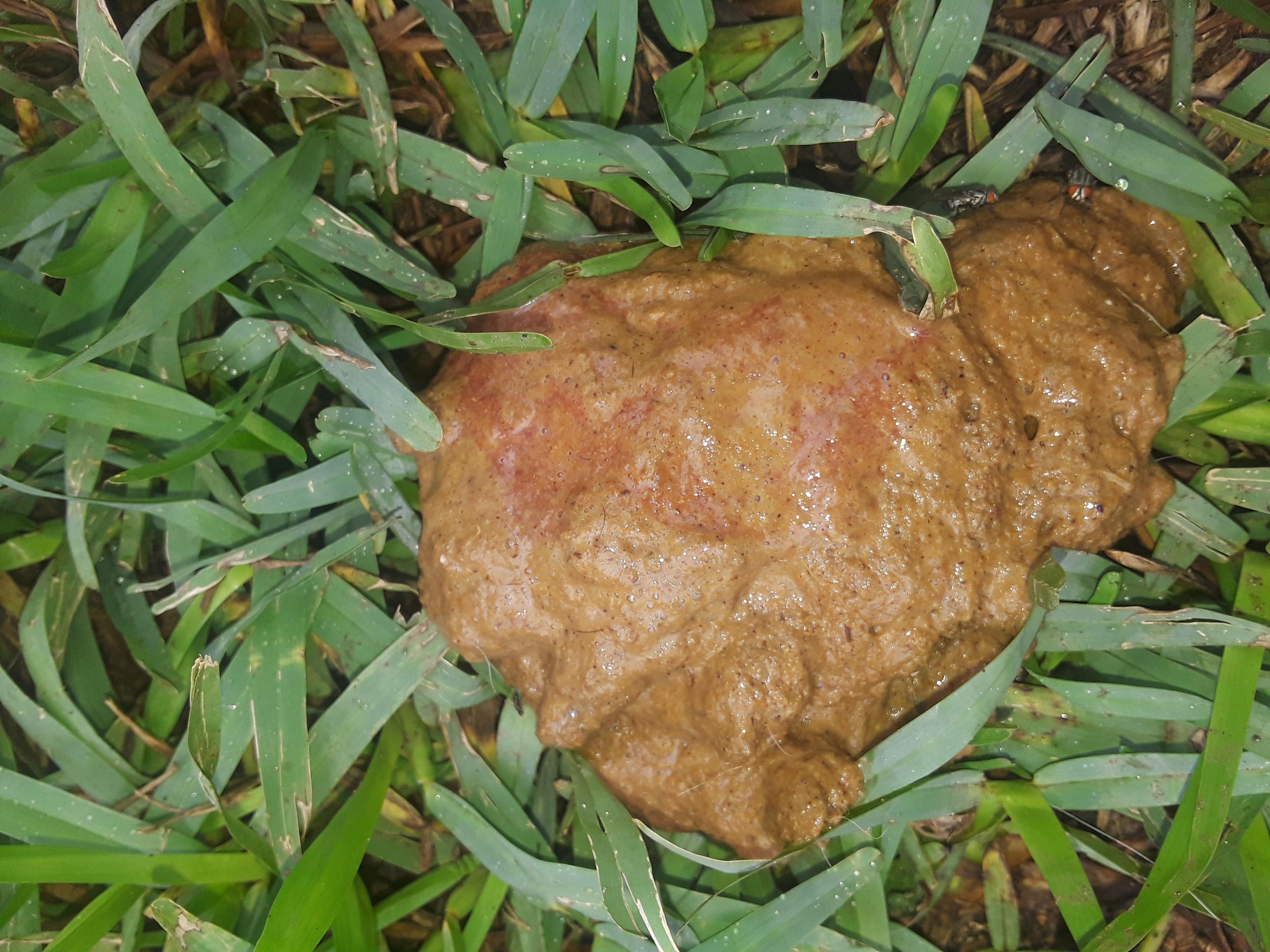 My dog has bloody, watery poop after rawhide. Is it an emergency? | Petco