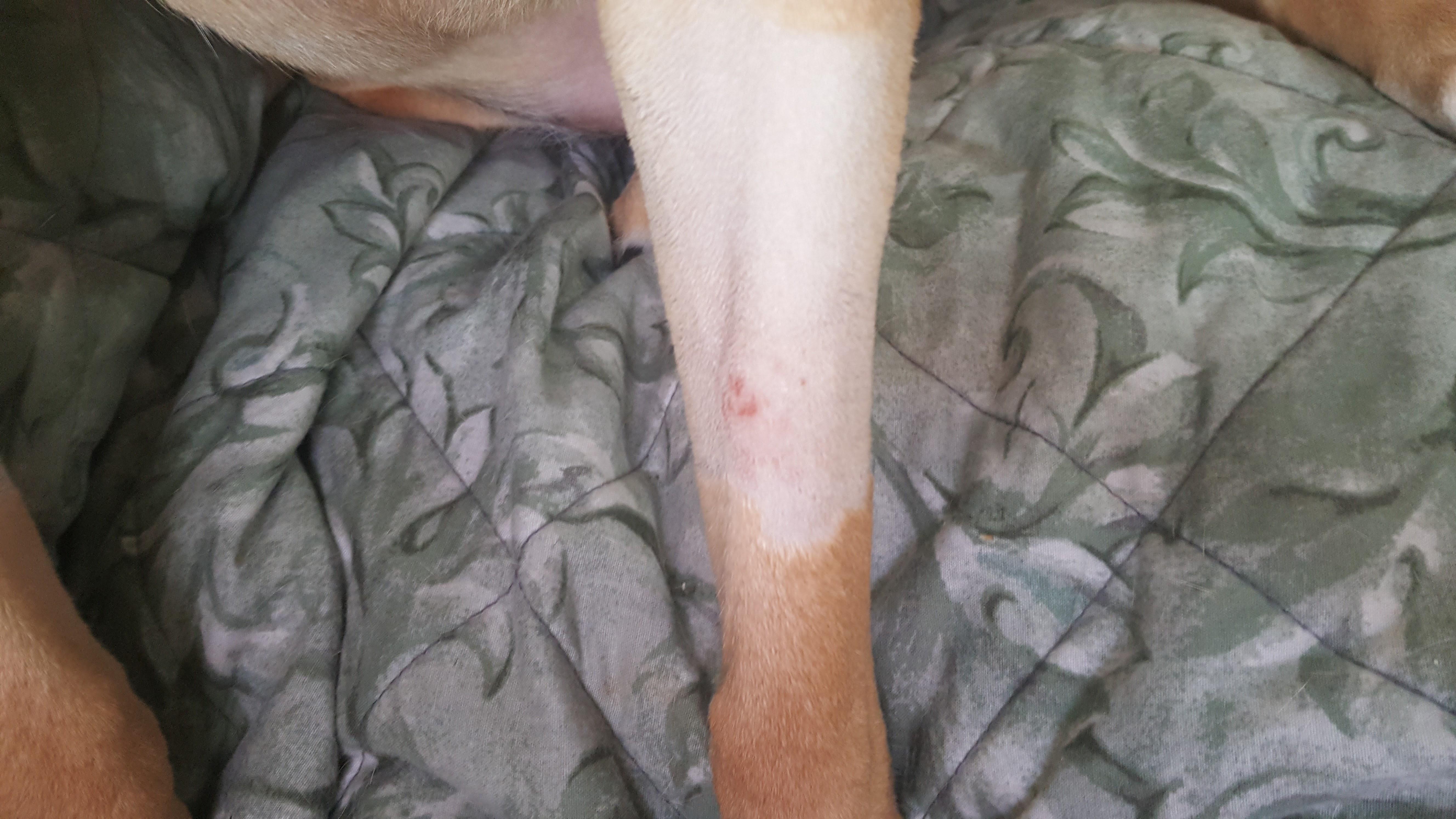 Dog Blastomycosis: Abscesses Normal? Can You Bathe Your Dog? | Petco