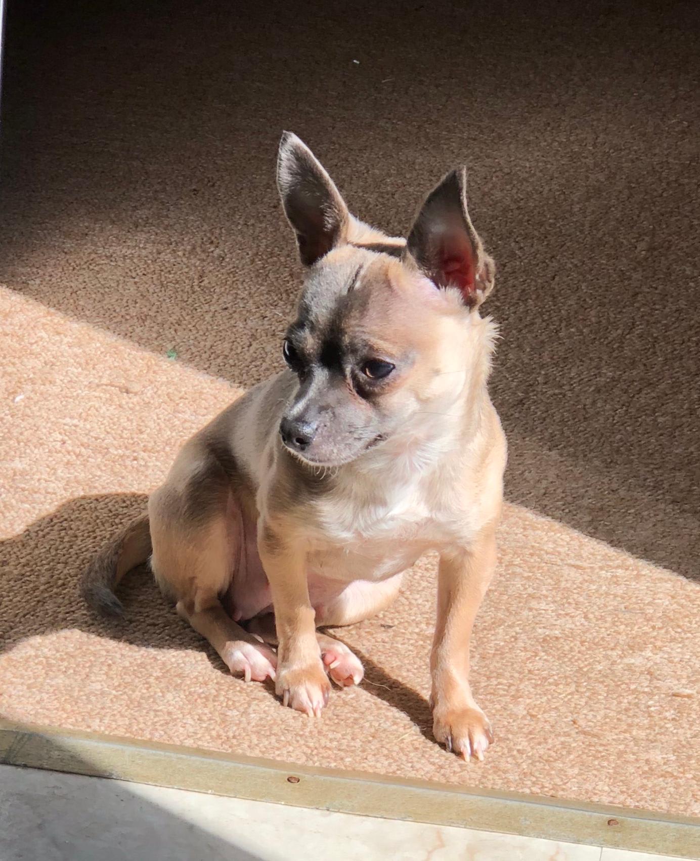 Is my chihuahua pregnant 30 days after mating? Can I tell at home? | Petco