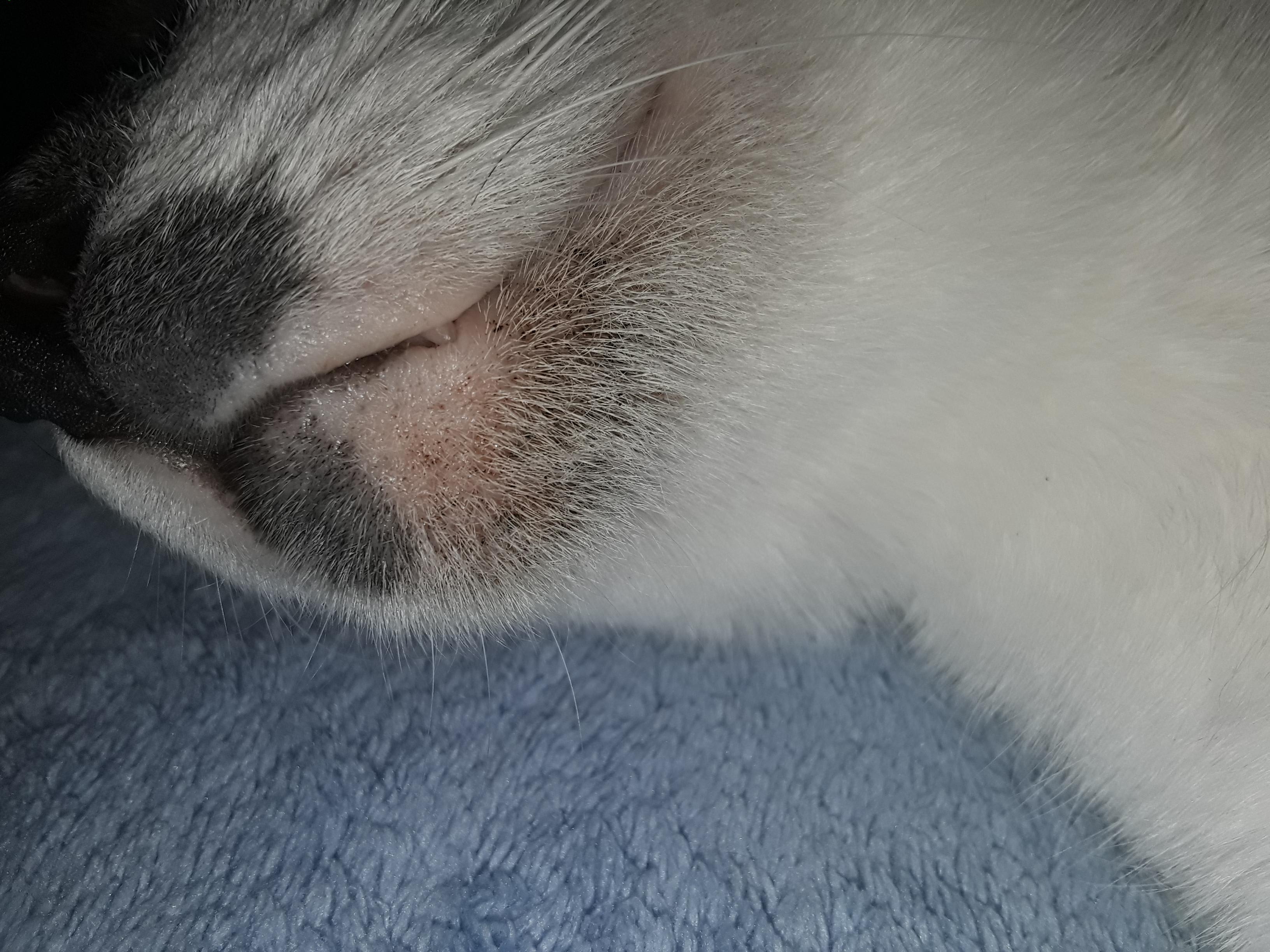 My Cat's Chin Has Black Crusts: Is it Flea Eggs or Acne? | Petco