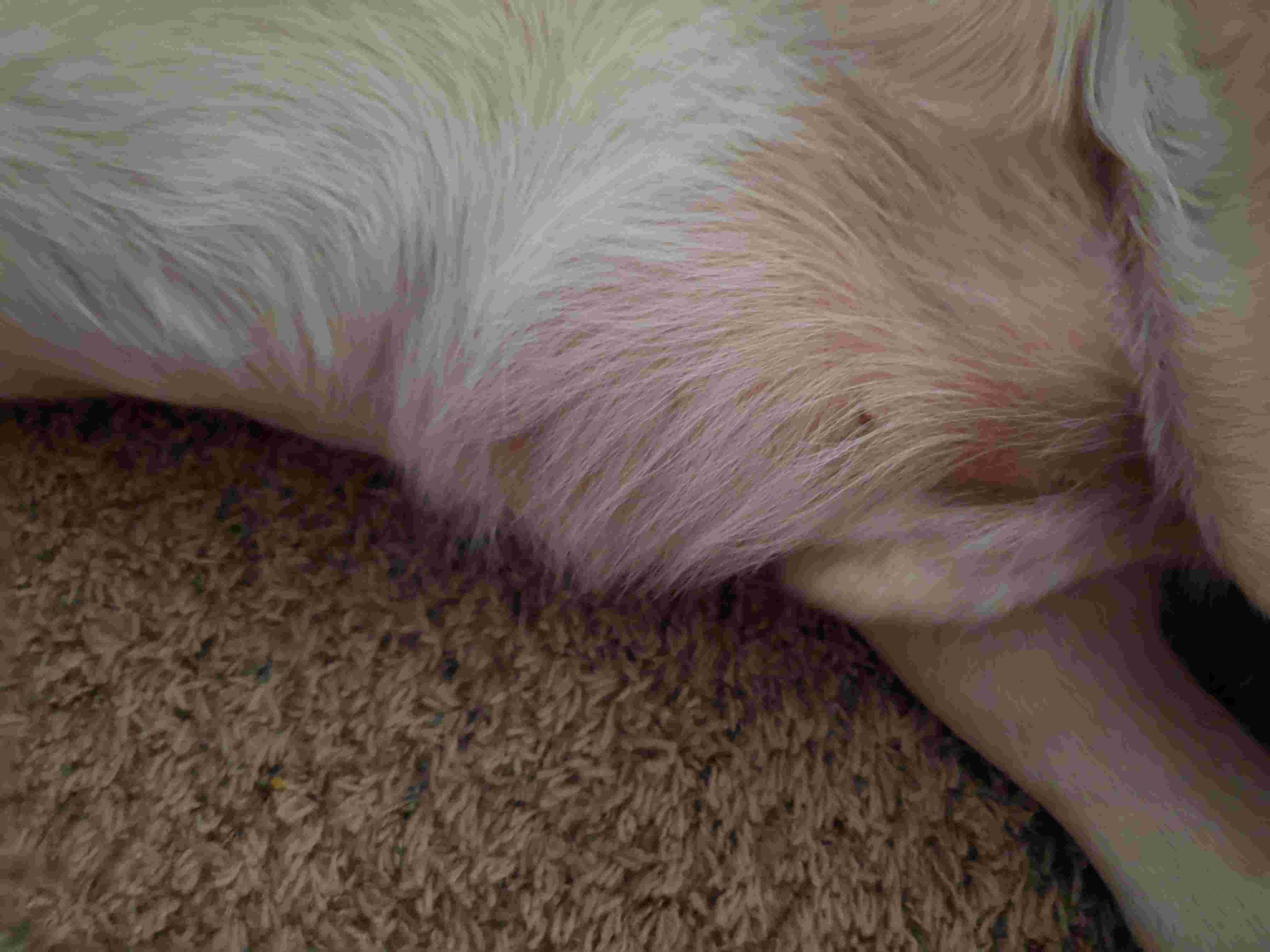 My lab has a large, painless bump on his stomach. Is it serious? | Petco