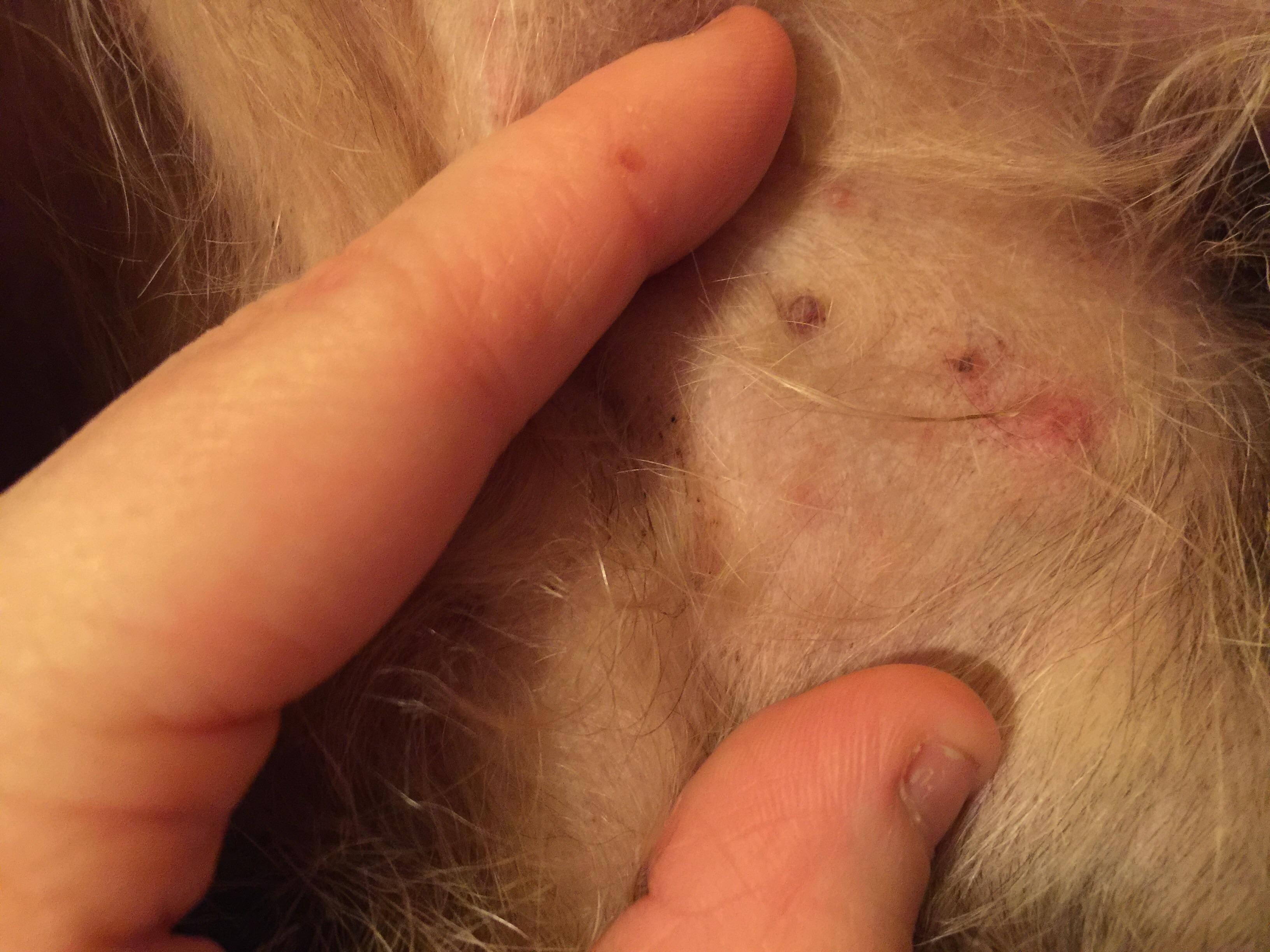 Why does my Schnauzer have pus bumps on her belly and legs? | Petco