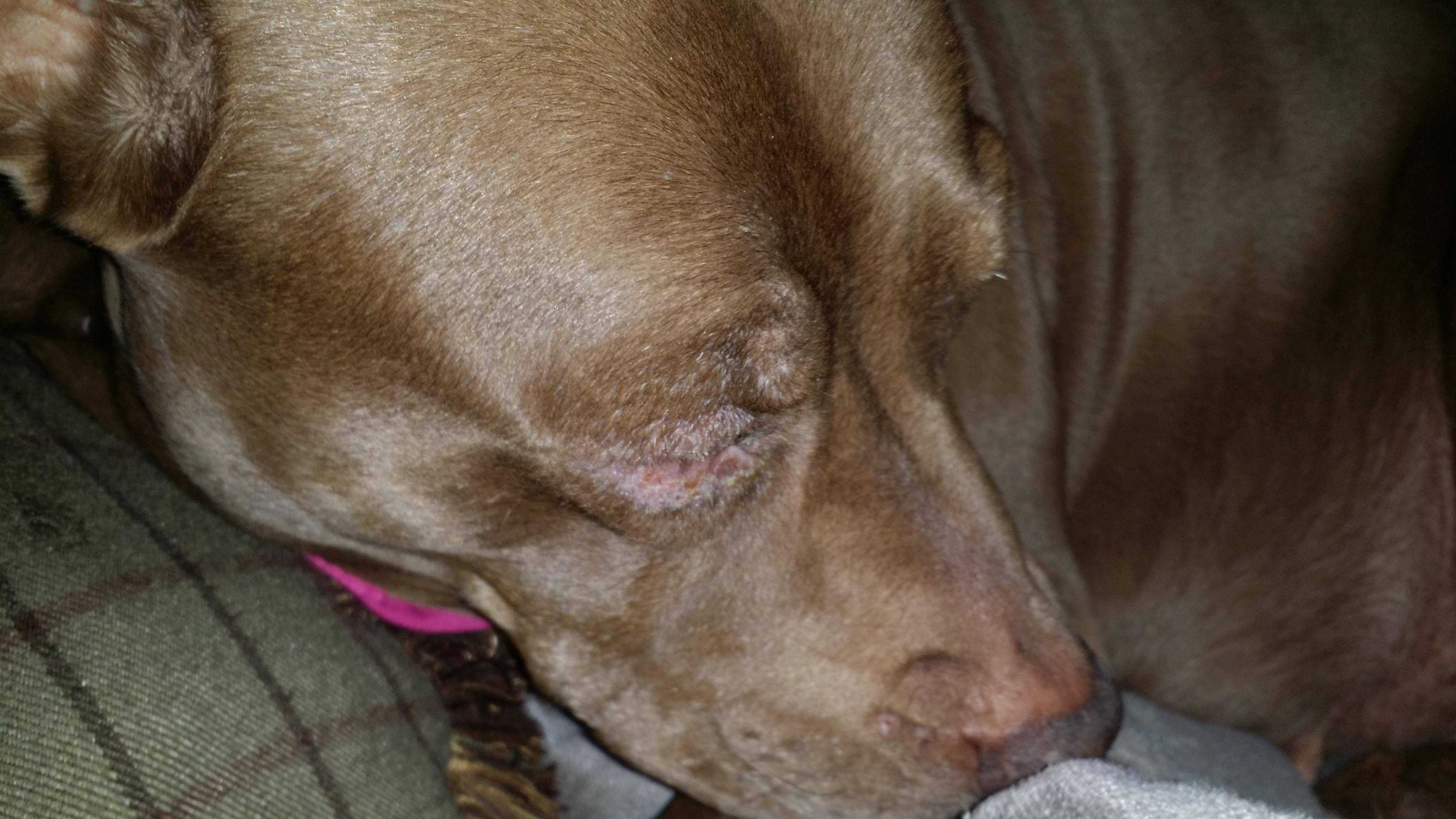 What causes crusty eyes in older dogs? Treatment tips | Petco