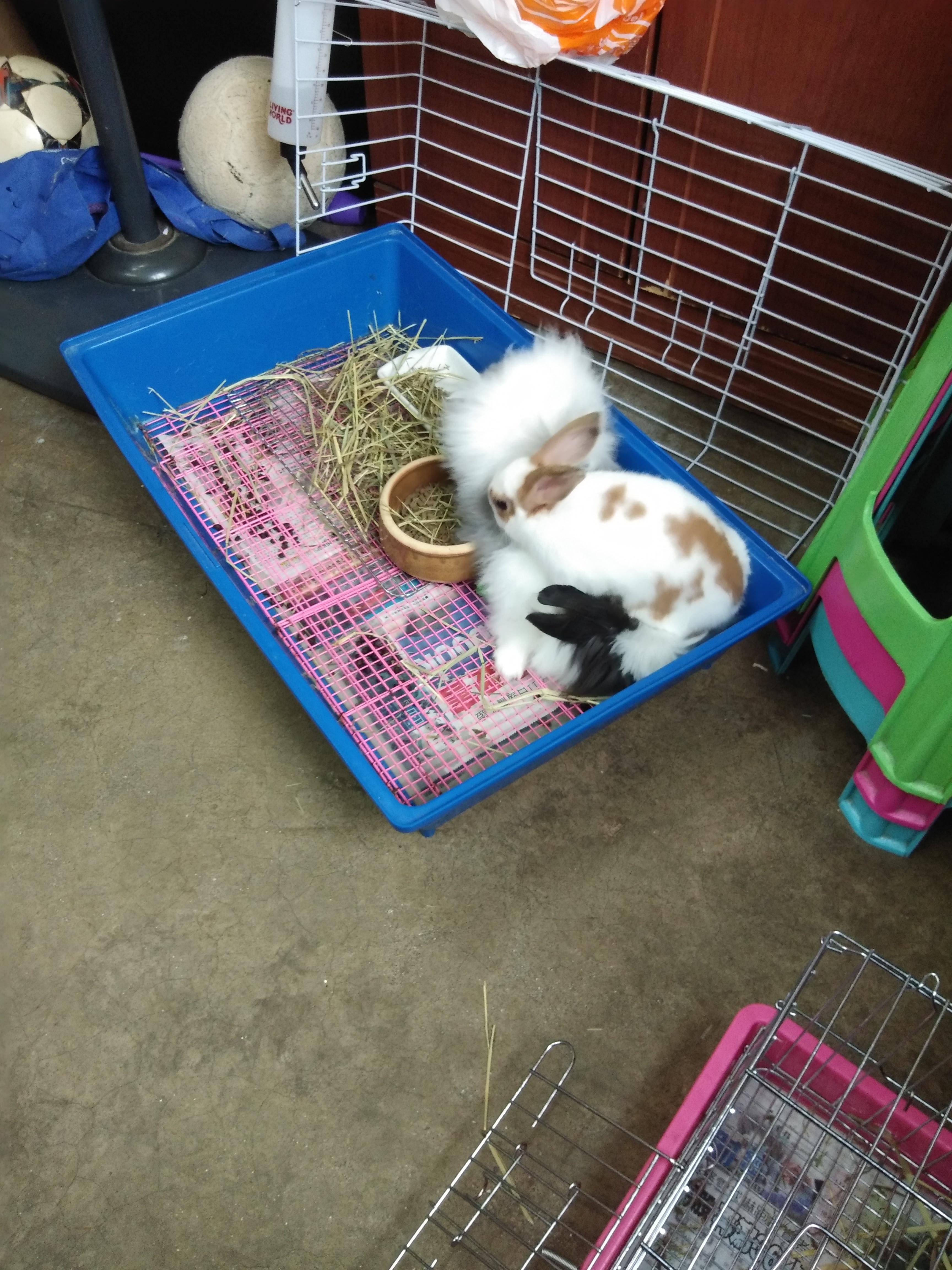 Why is my male rabbit fighting another rabbit after separation? | Petco