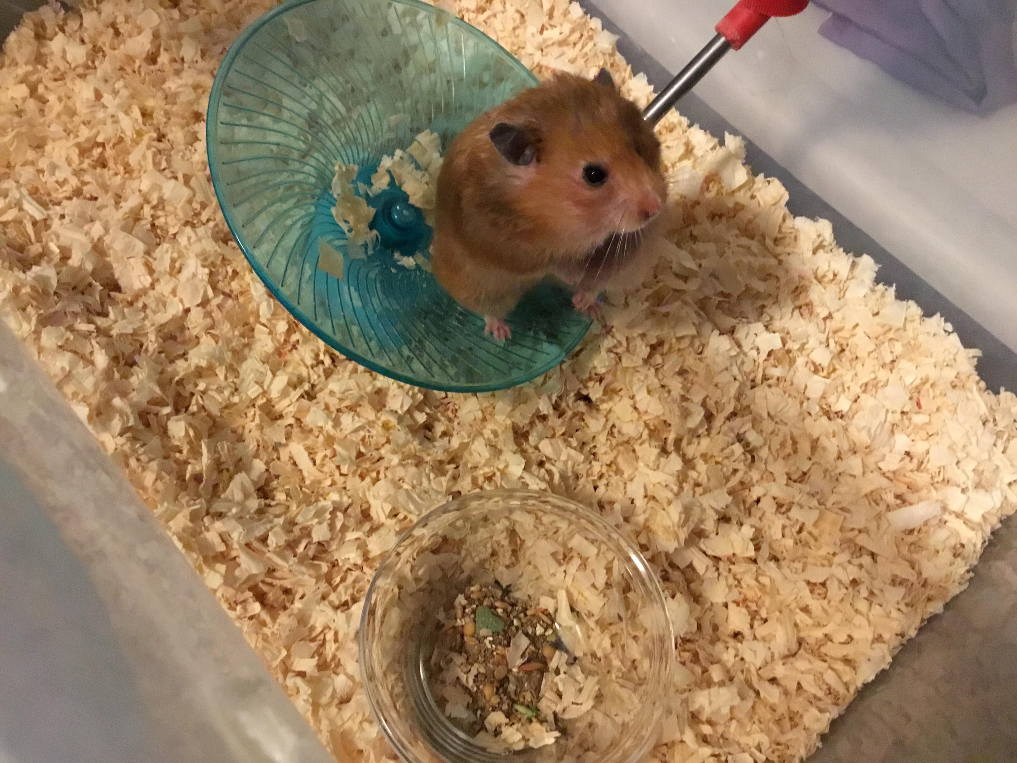 Why does my hamster have a new shoulder lump but seems fine? | Petco
