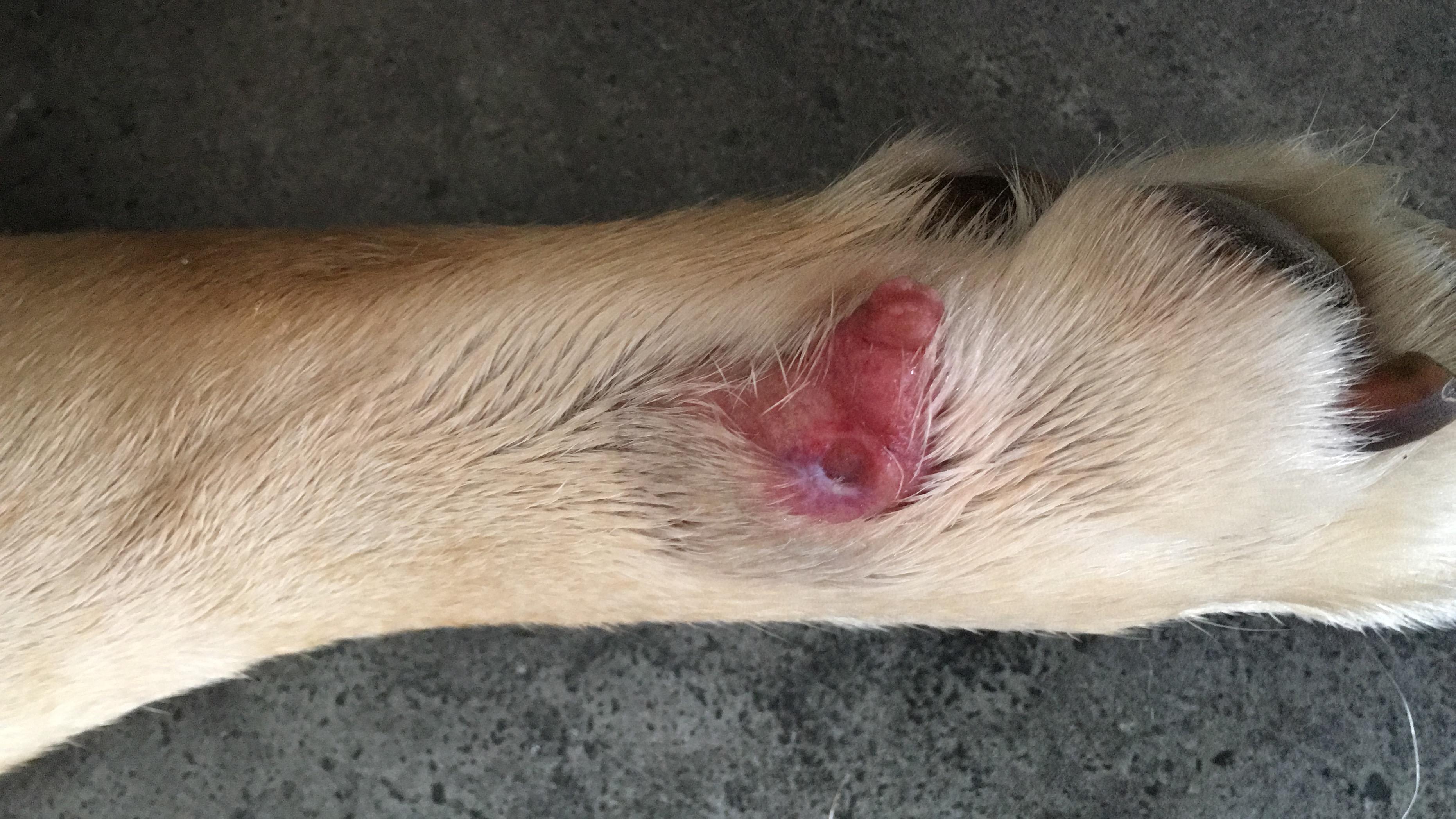 My dog has a soft, non-painful lump on his leg. What should I do? | Petco