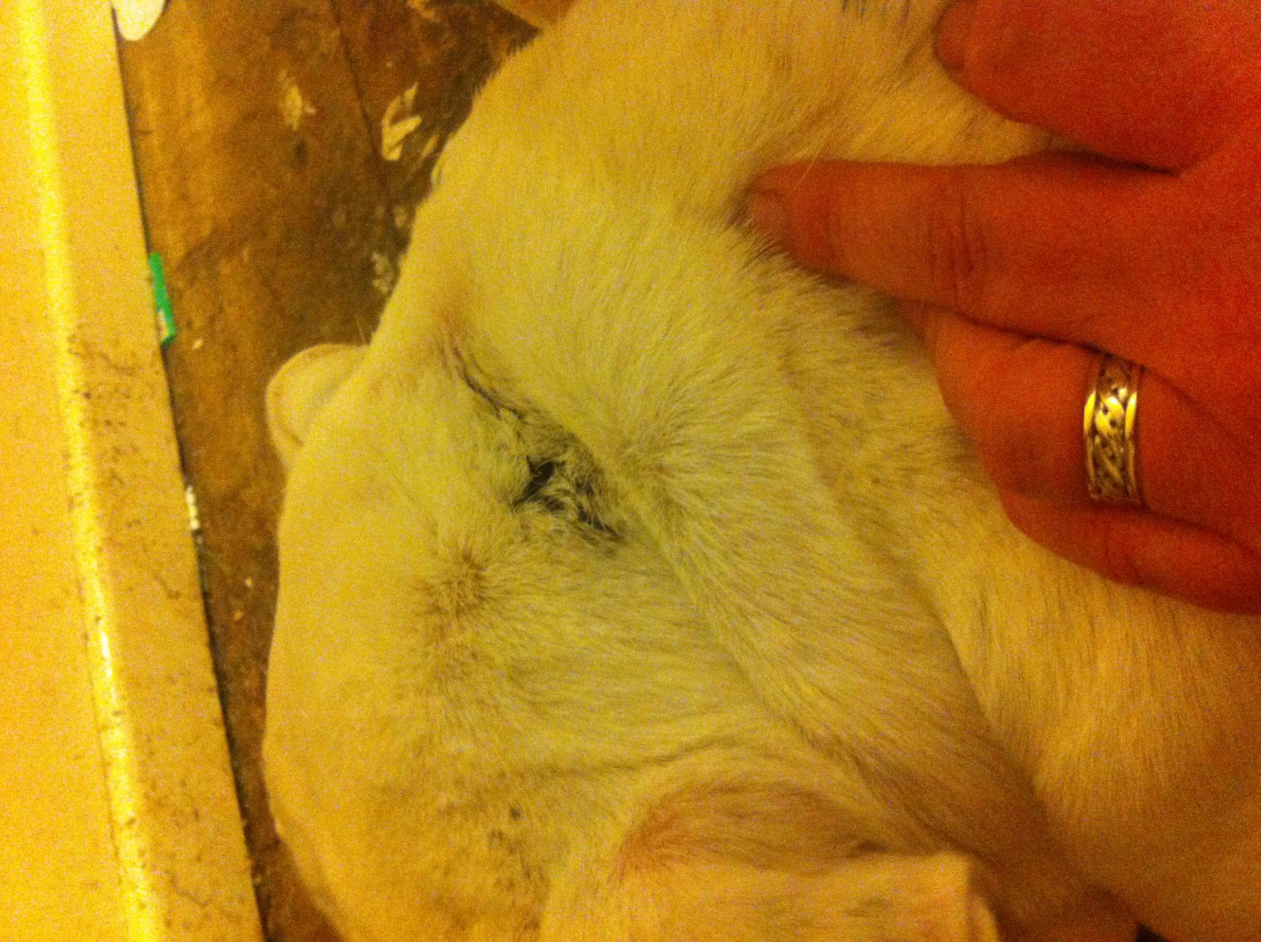 Dog Rash & Weeping Sores: Is it Hives? Should You See a Vet? | Petco