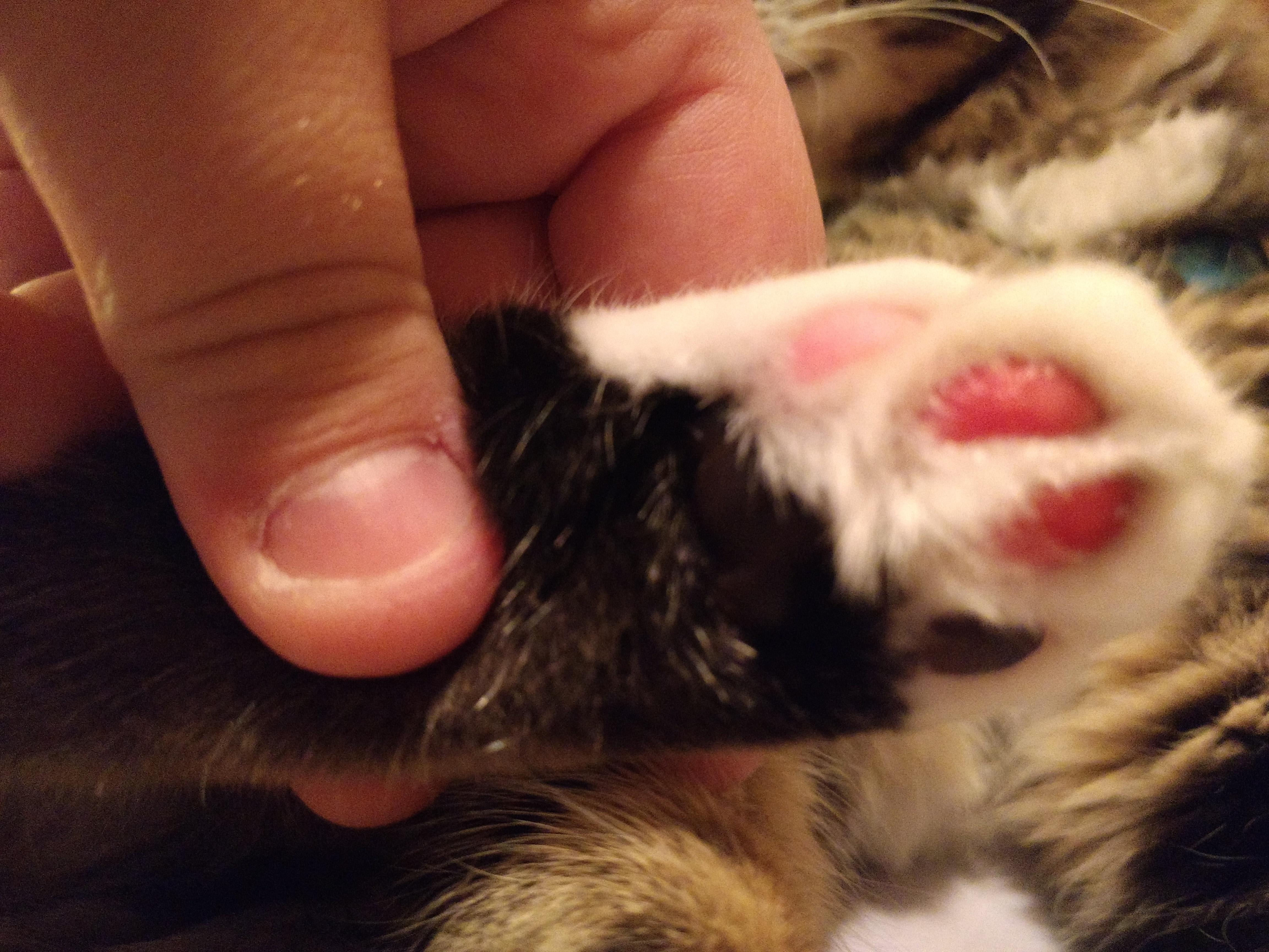 Why are my cat's paws red & swollen? Is it carpet burn? | Petco