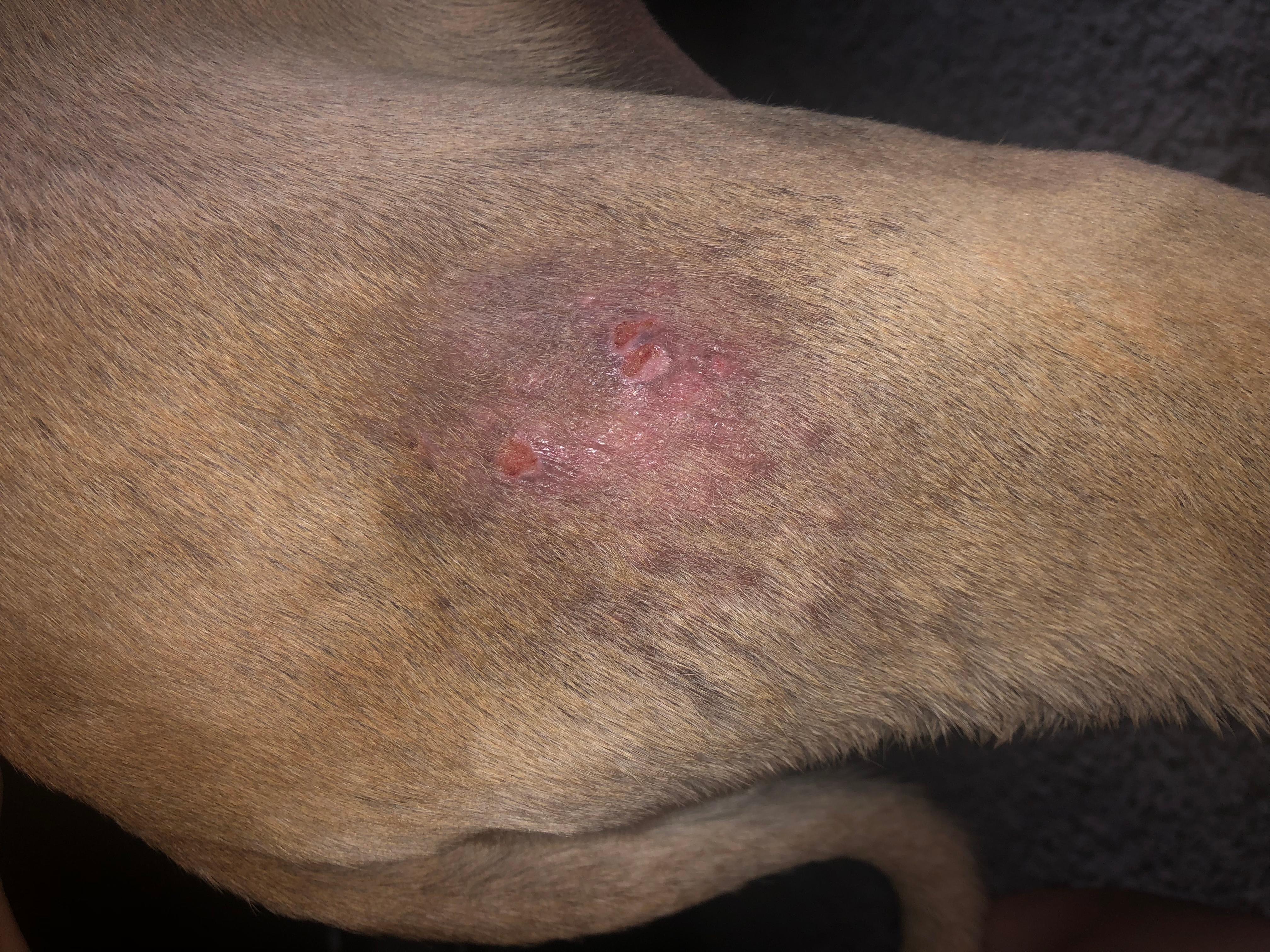 Dog Bug Bites Won't Heal? Scabs & Hard Bumps? Get Answers | Petco
