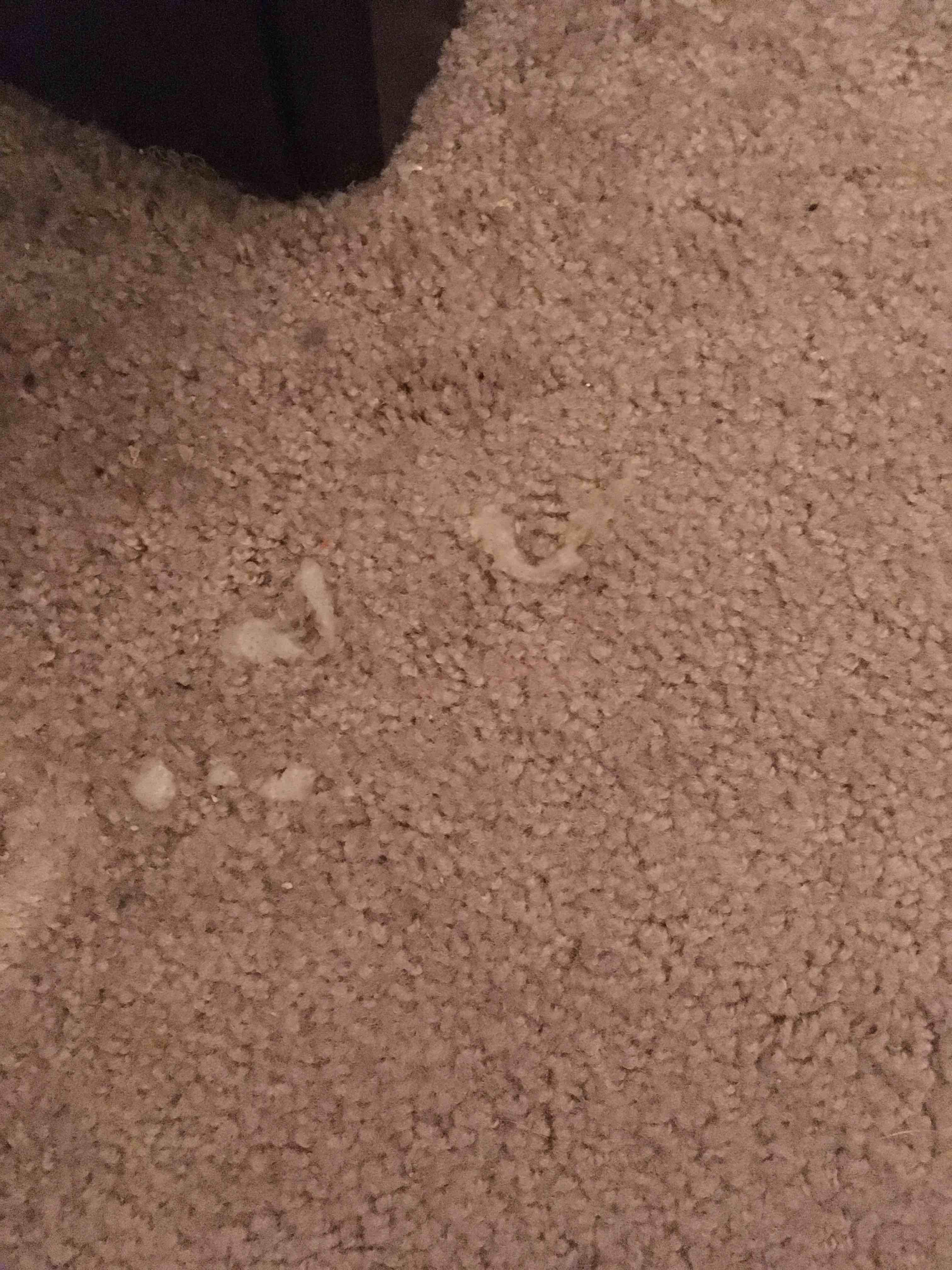 Is My Cat Vomiting After Rabies & Distemper Shots Serious? | Petco