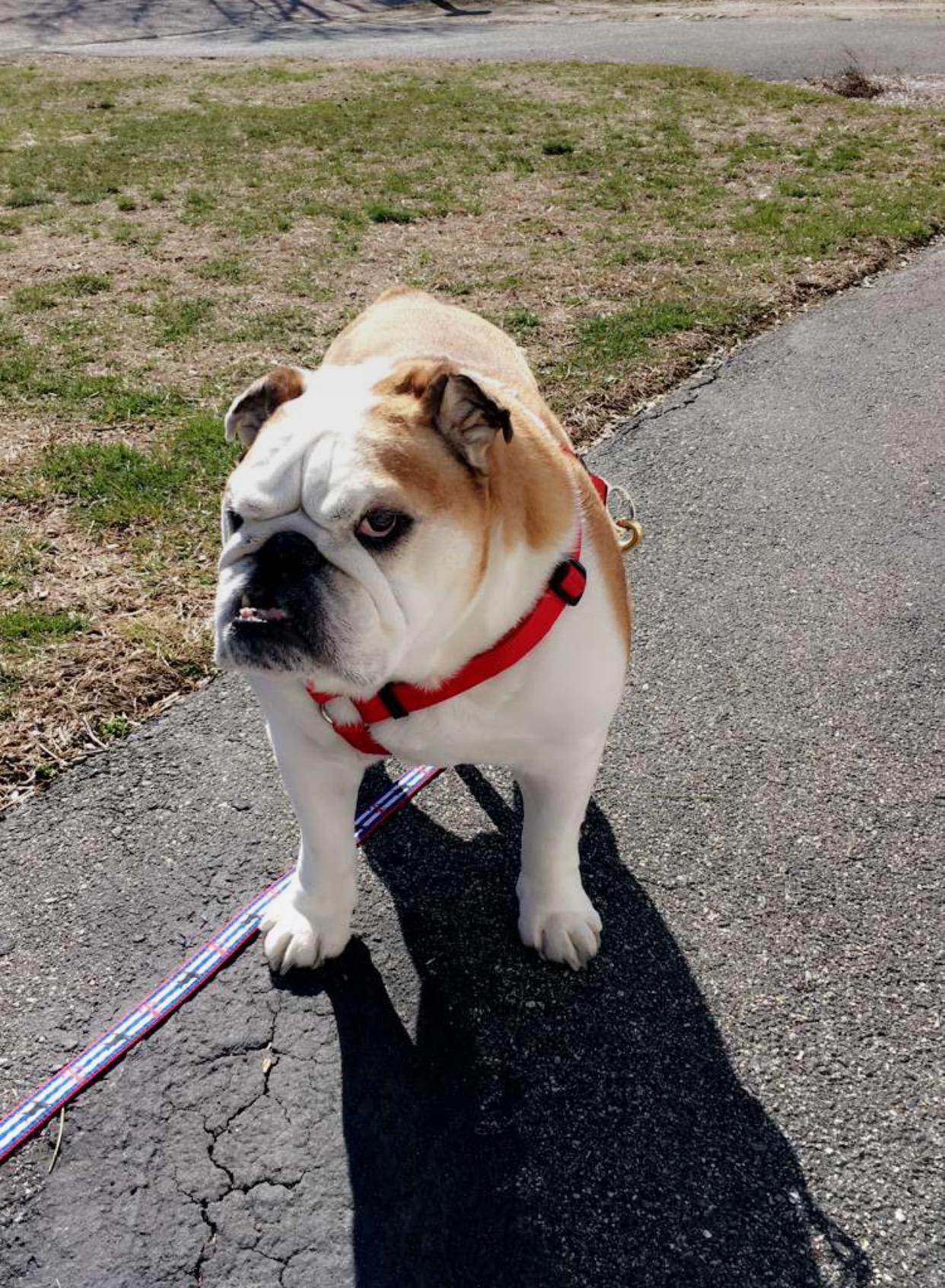 Trazodone for Dog Anxiety: How Often & Safe with Pancreatitis? | Petco