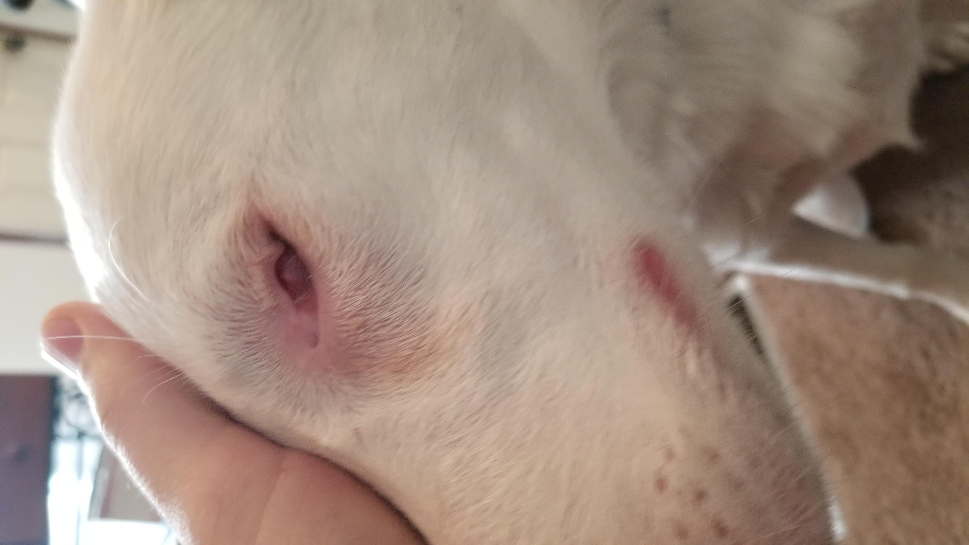 Is it safe for a dog with an empty eye socket to go swimming? | Petco